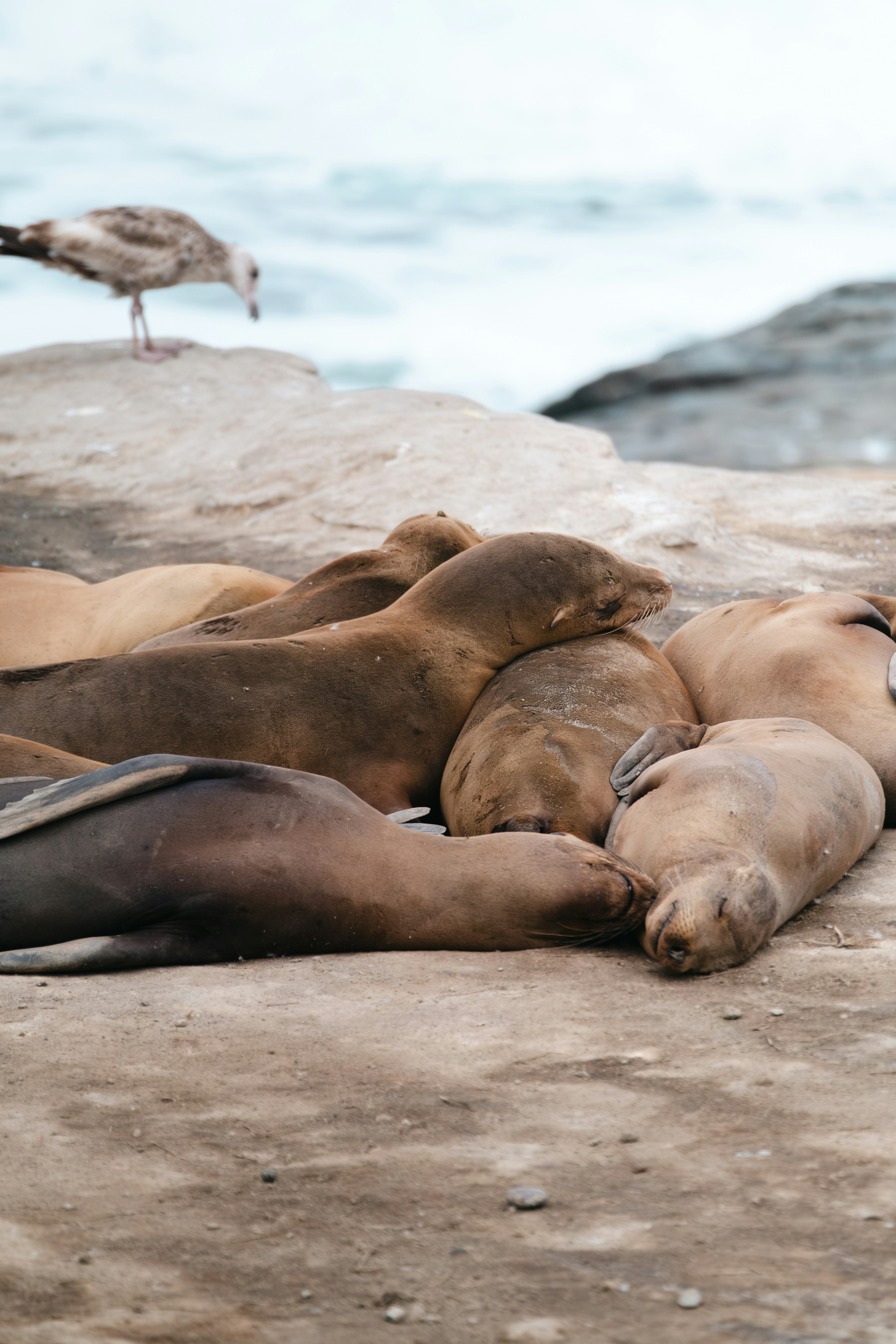 Slumbering Seals on a Rocky Shore