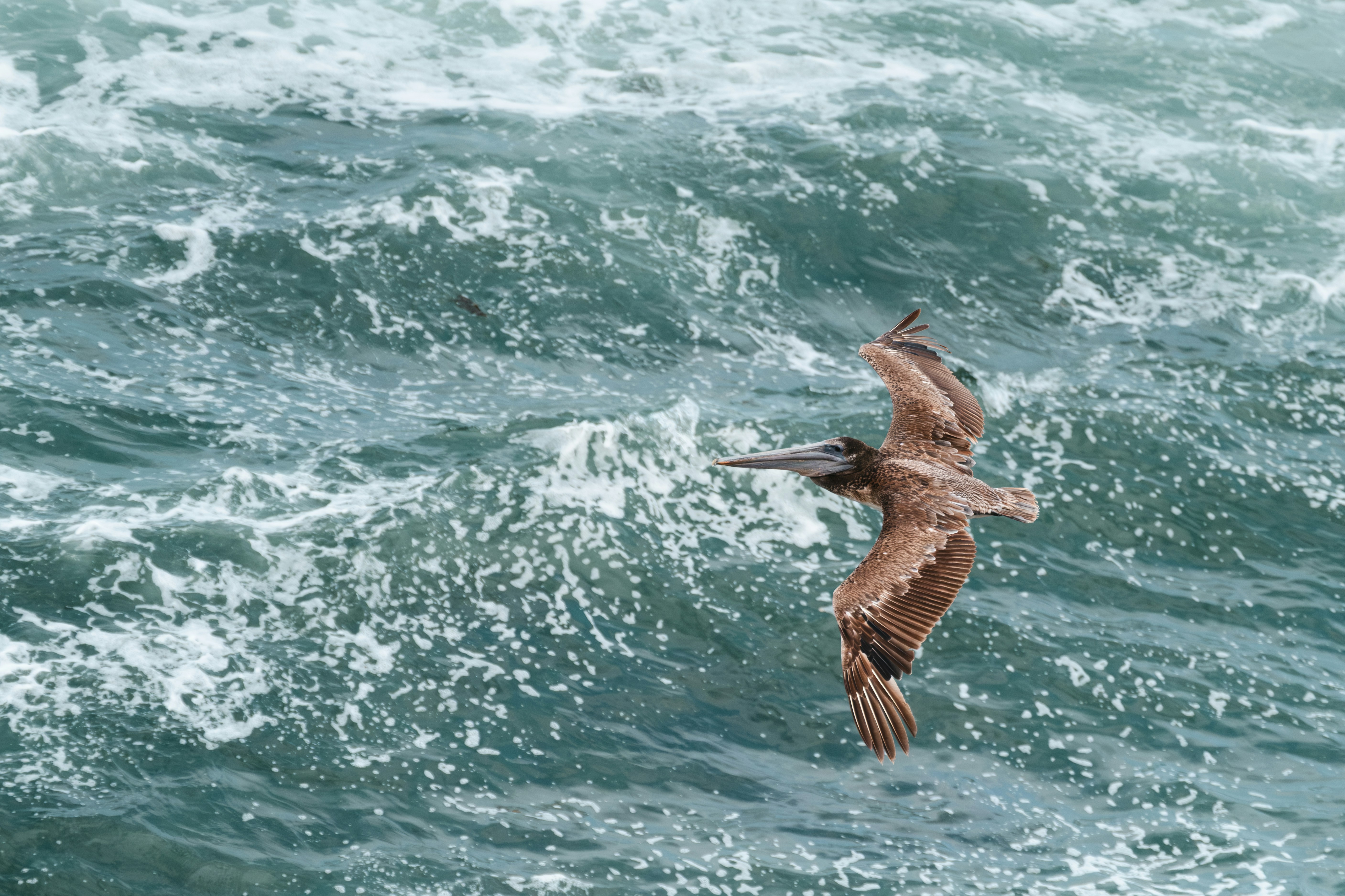 Soaring Gull Above Turbulent Sea
