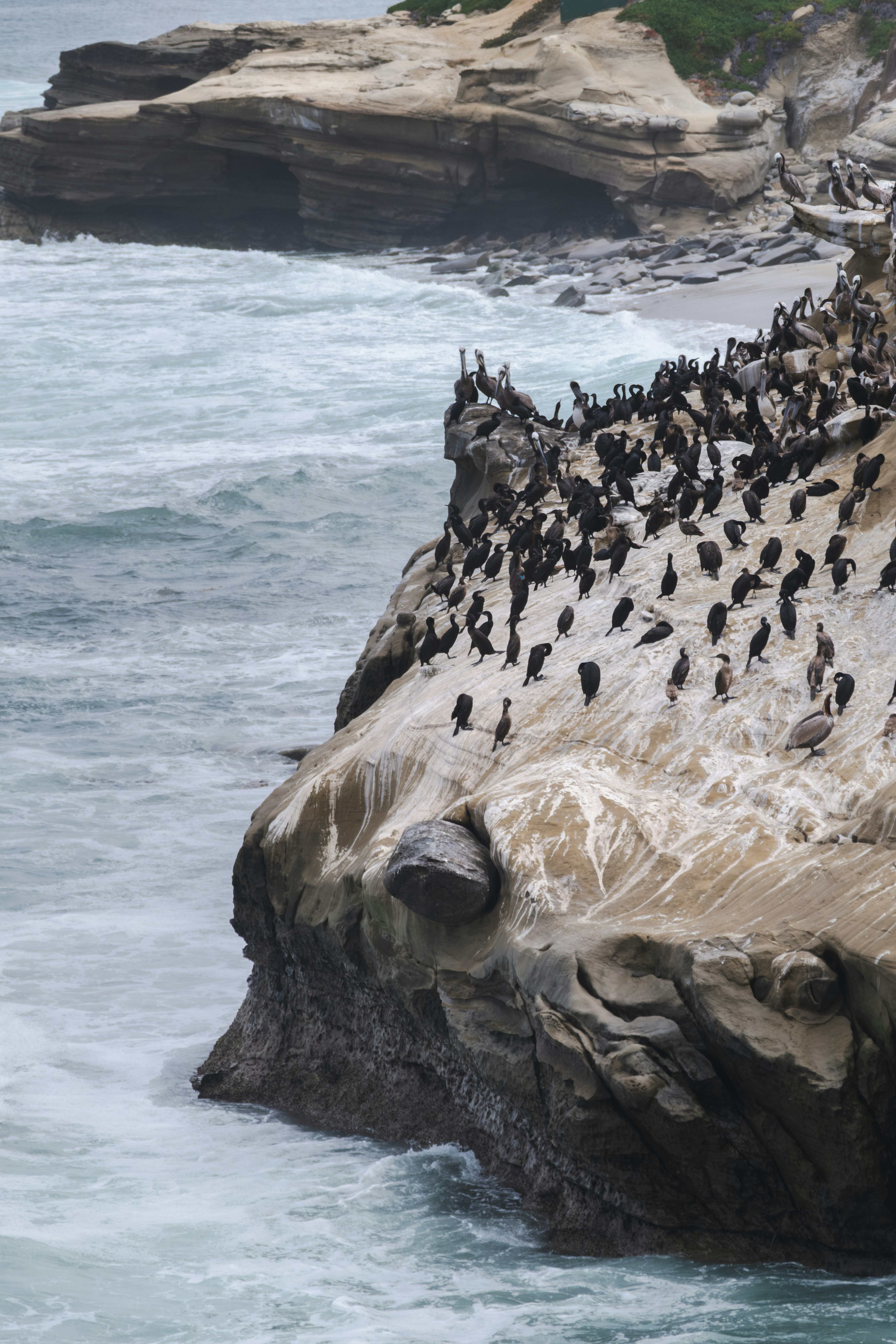 Crowd of seabirds along wind-worn cliff by the surf