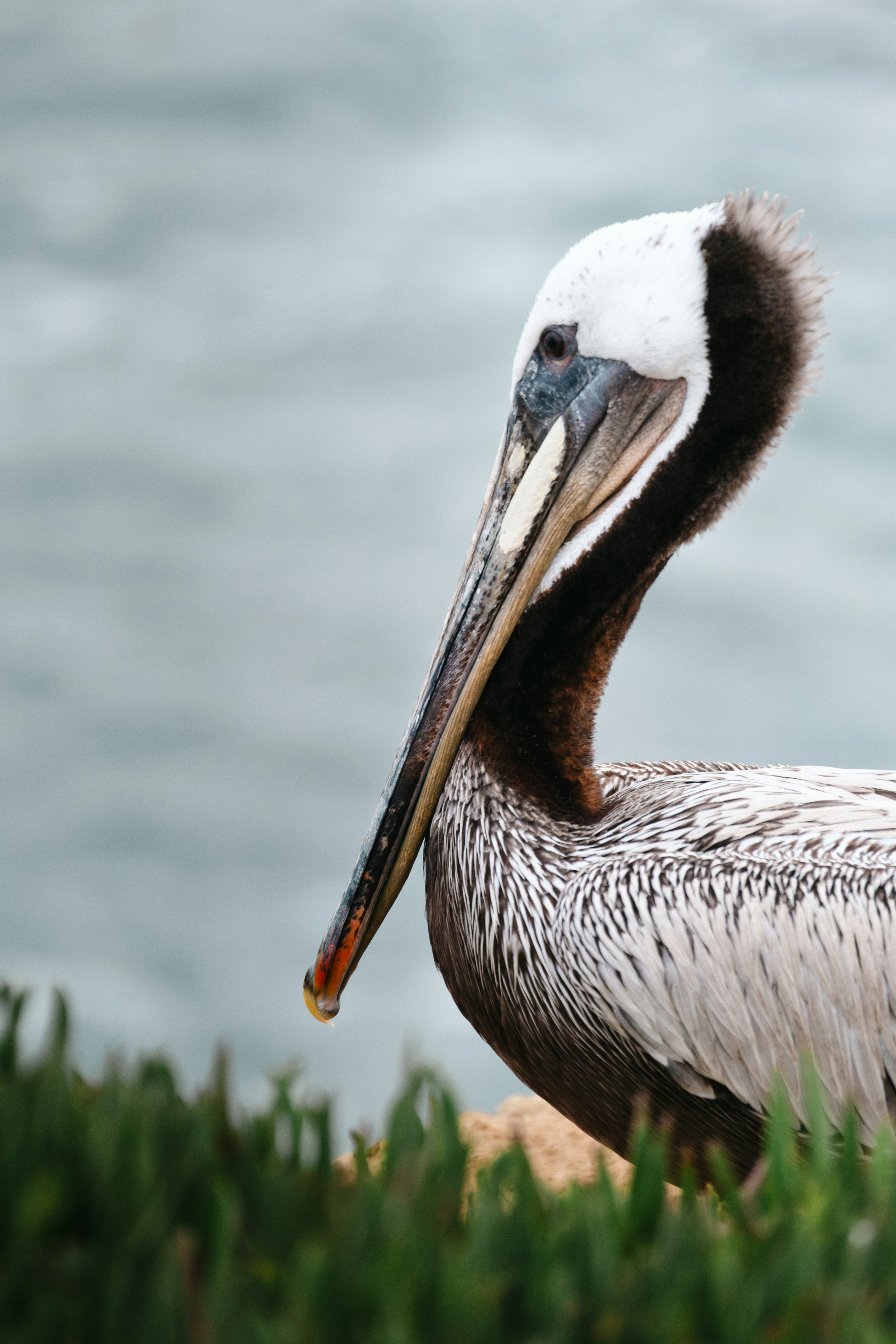 Portrait of a Pelican by the Shore: Curved Beak and Silent Gaze