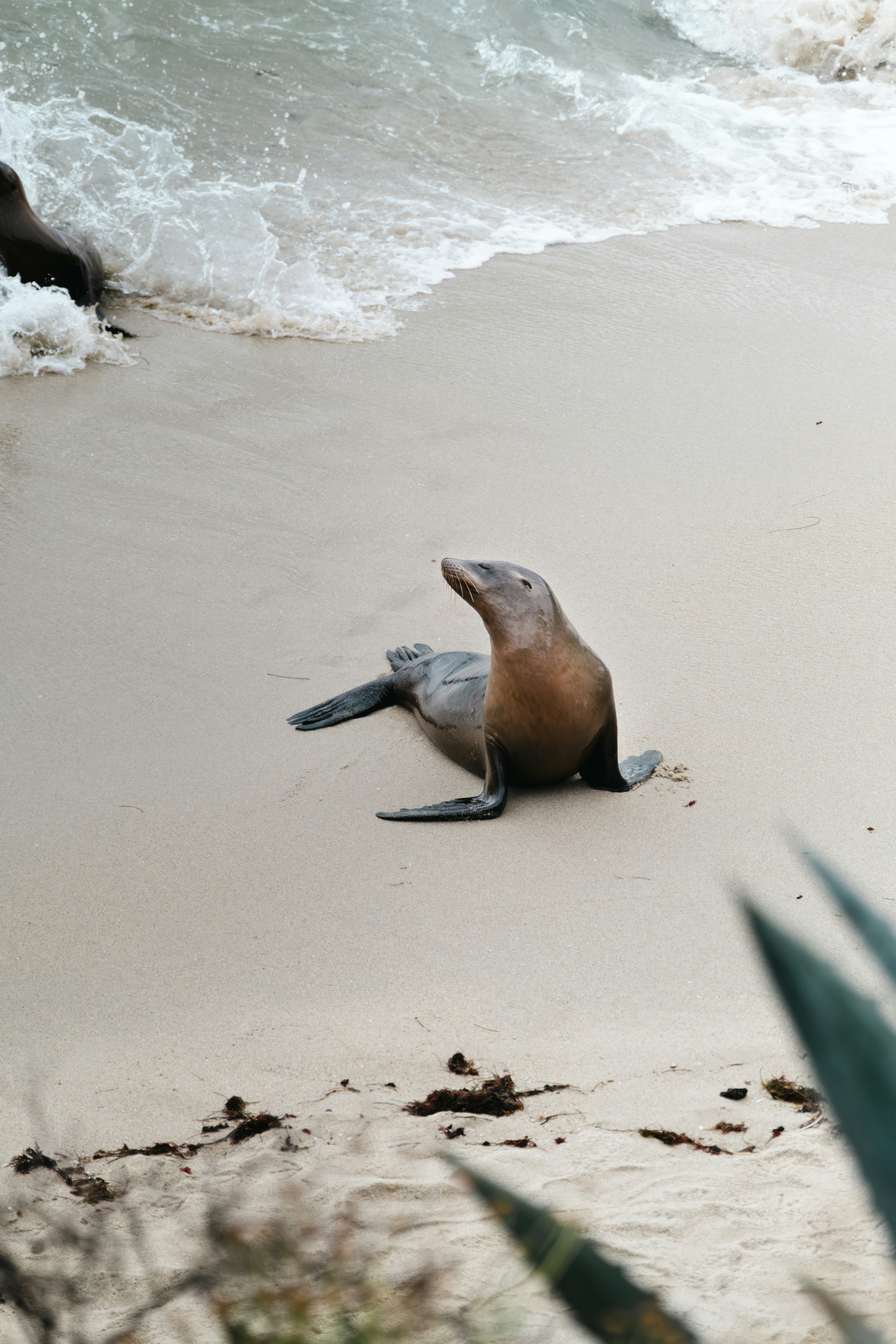 Coastal Seascape: Seal Pup at the Waterline