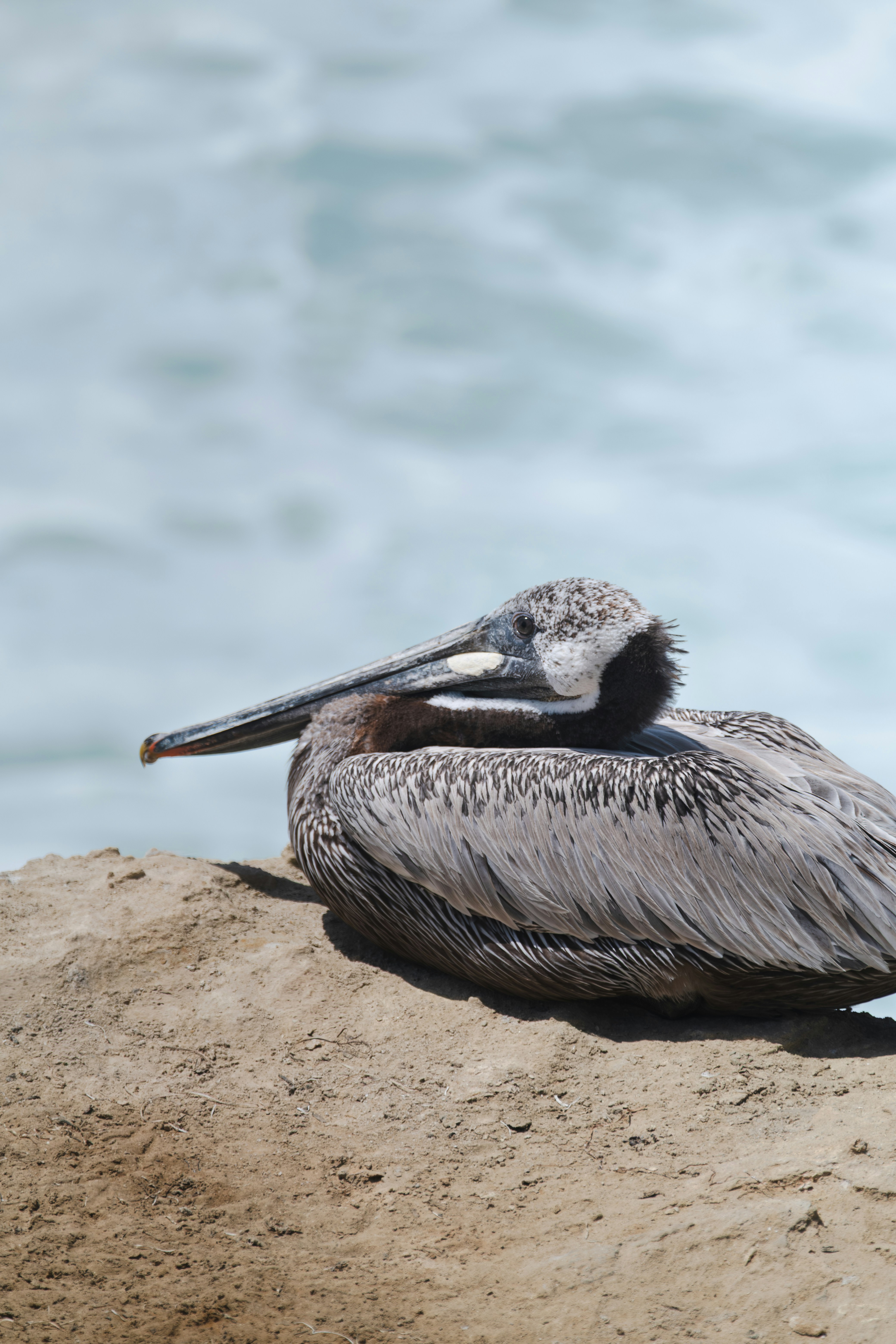 Coastal Pelican Rest by the Cliff