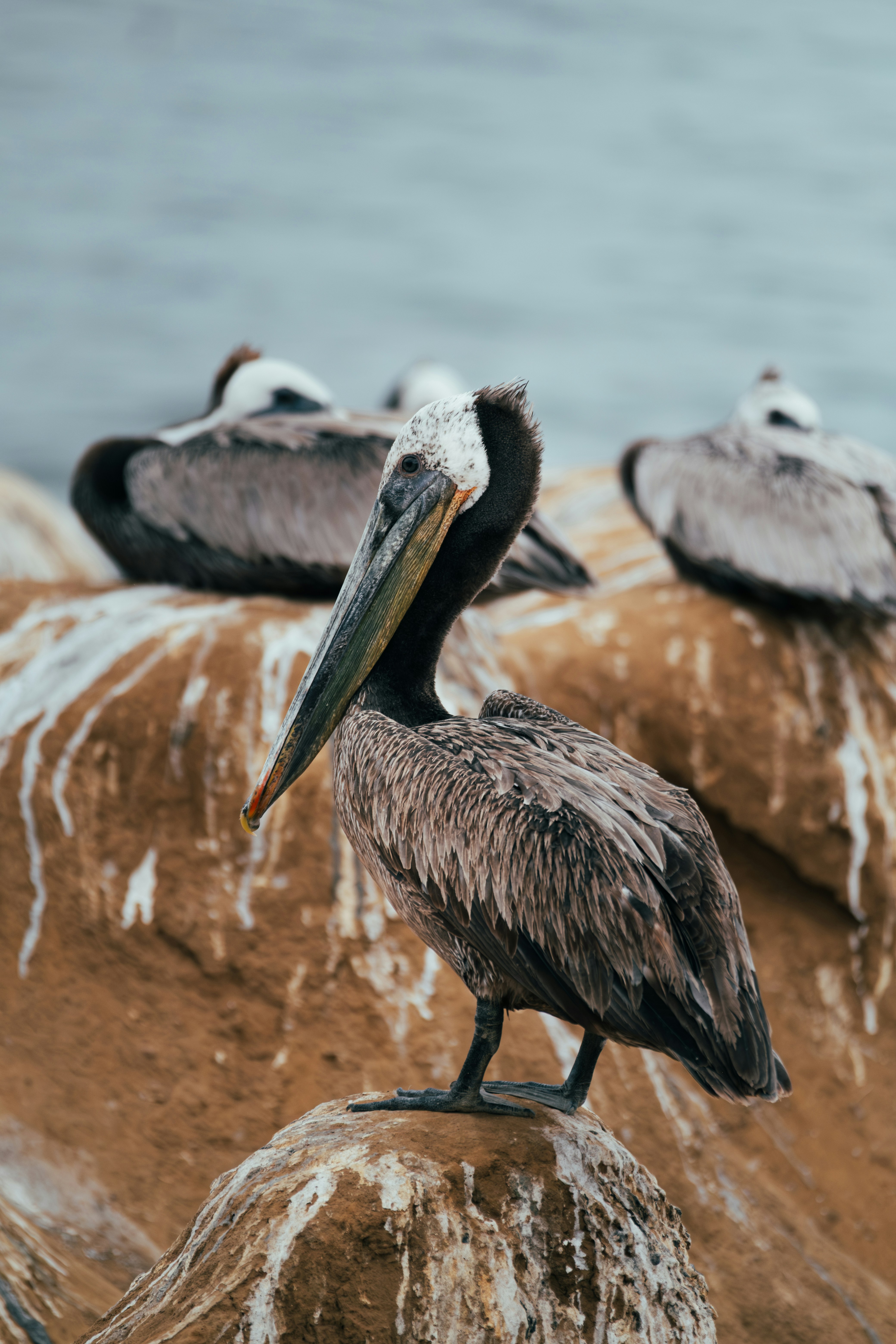 Pelican Portrait on Weathered Rocks: A Quiet Stand by the Sea
