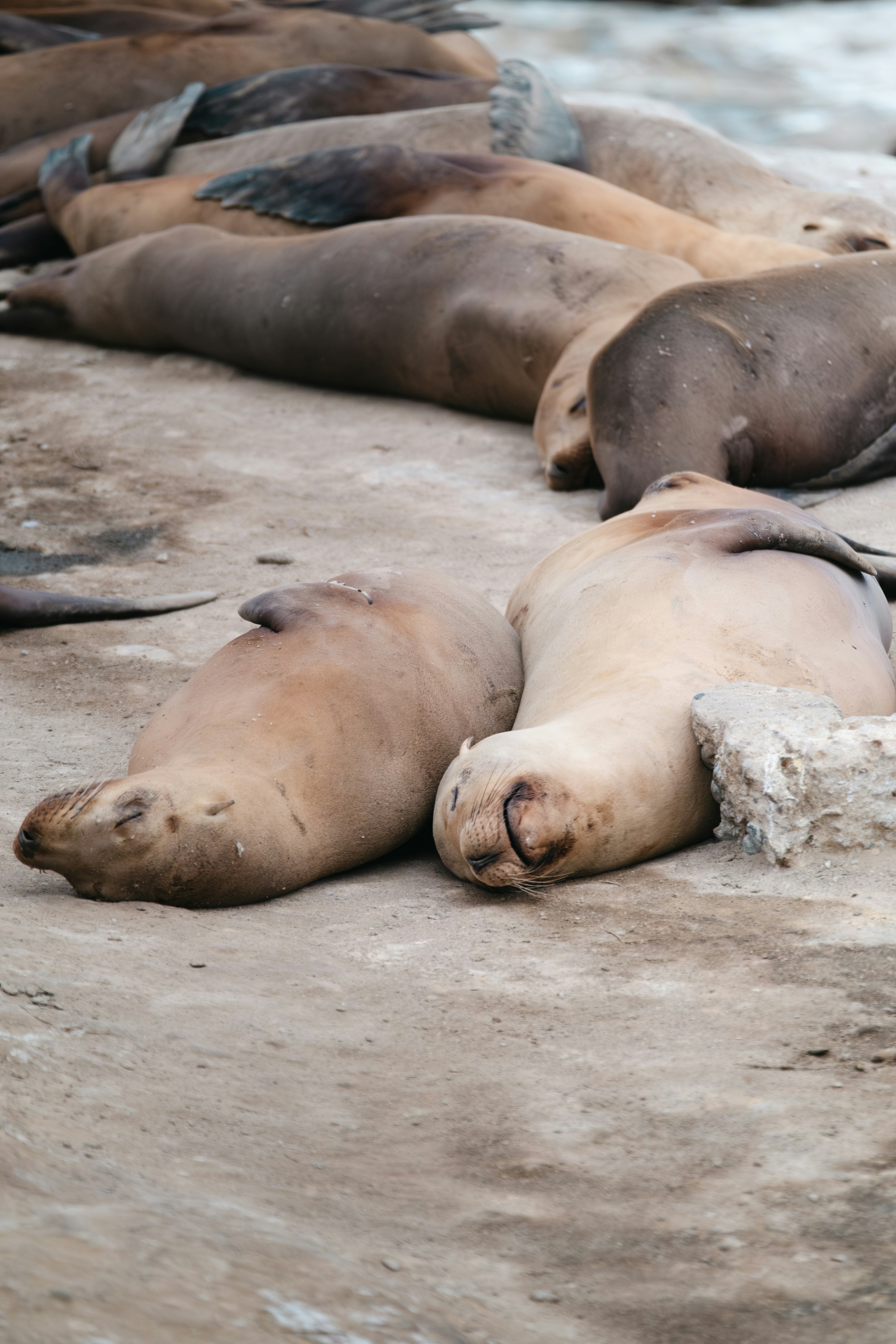 Sleepy Assembly: Relaxed Seals Soak Up the Quiet Shore