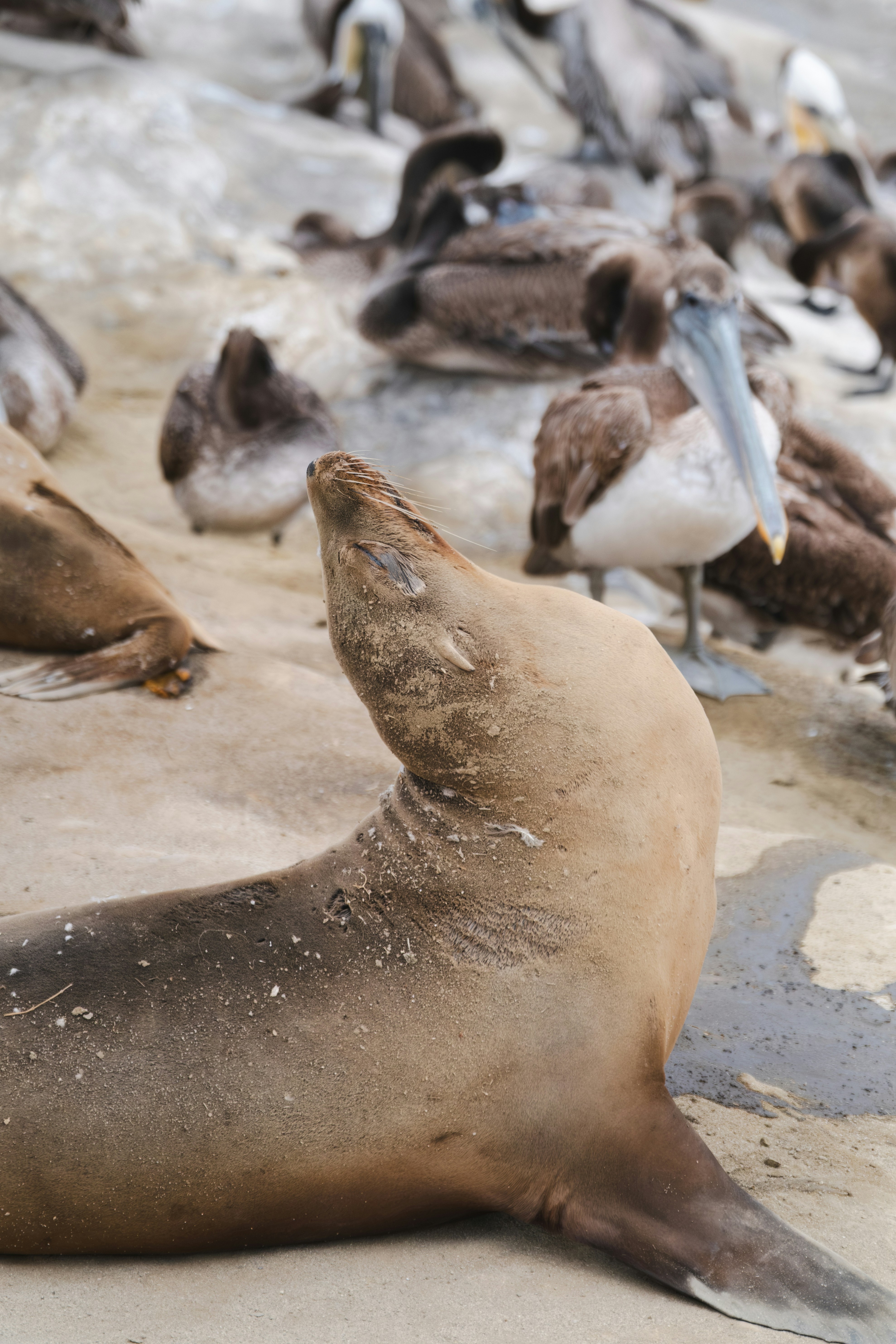 Seabed Judge: A Sea Lion in Focus Amid a Cloud of Gull Companions