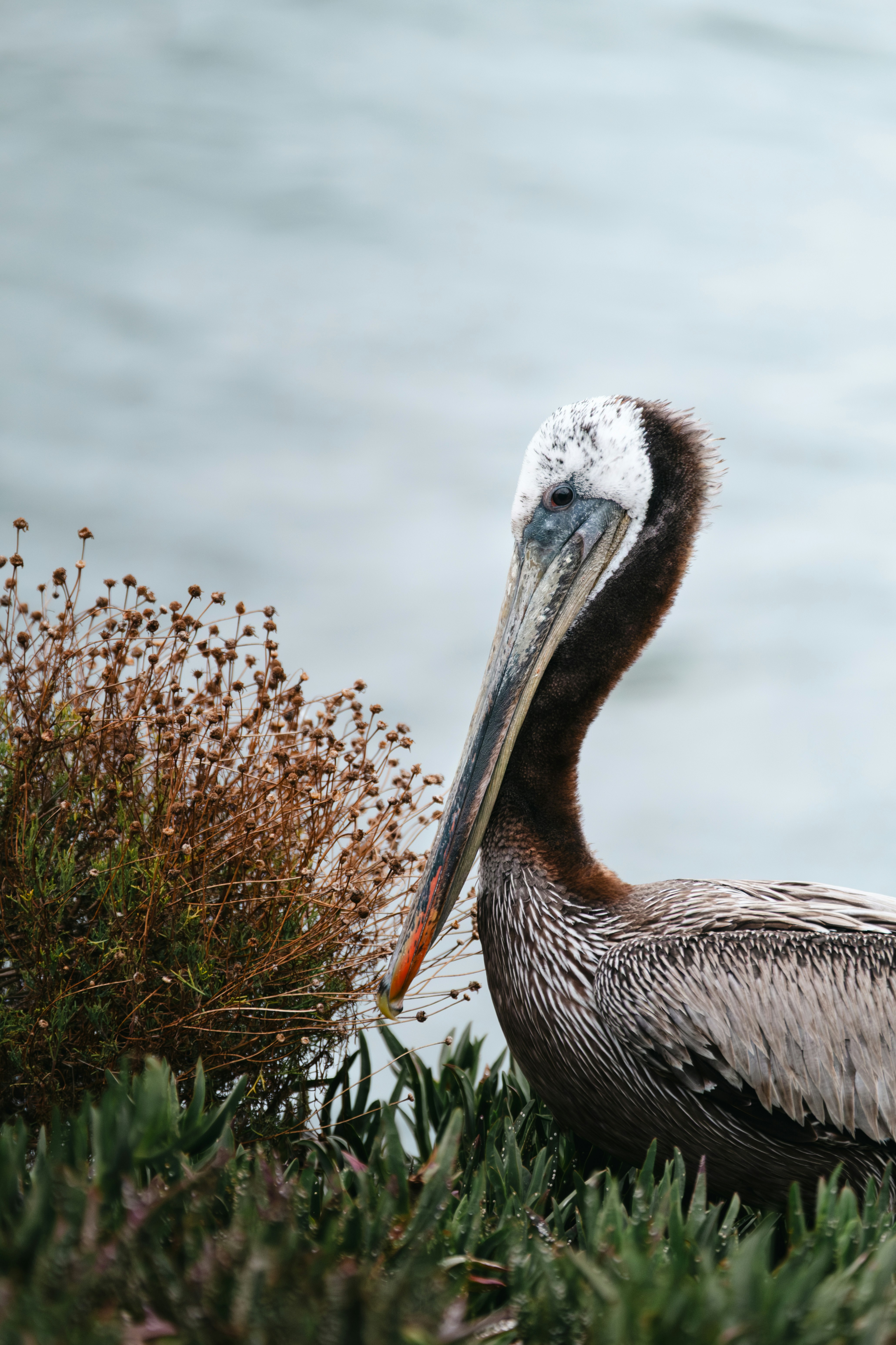 Bent Neck, Guarded Gaze: A Pelican Among Coastal Foliage