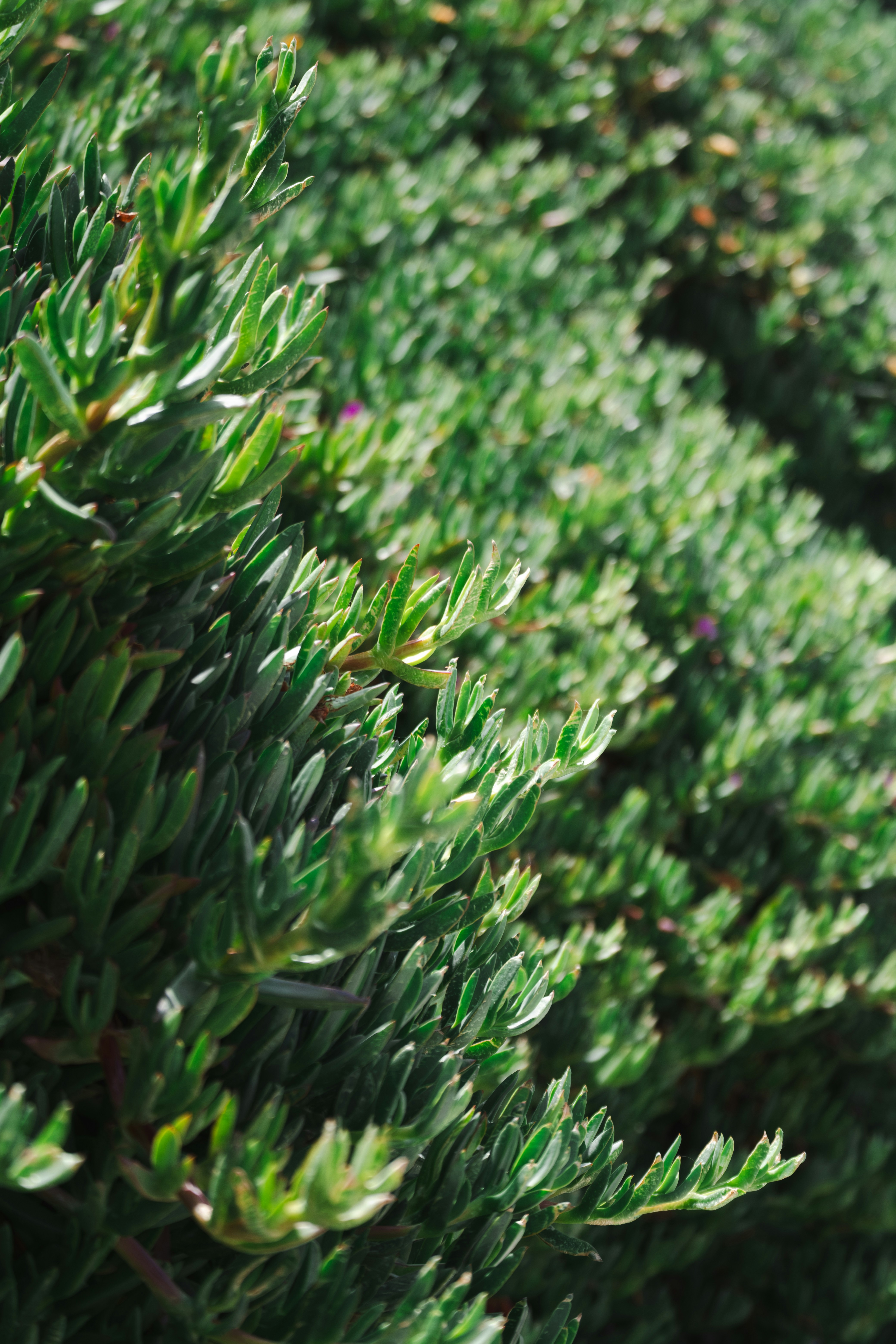 Close-Up of Dense Evergreen Foliage with Sunlit Tips