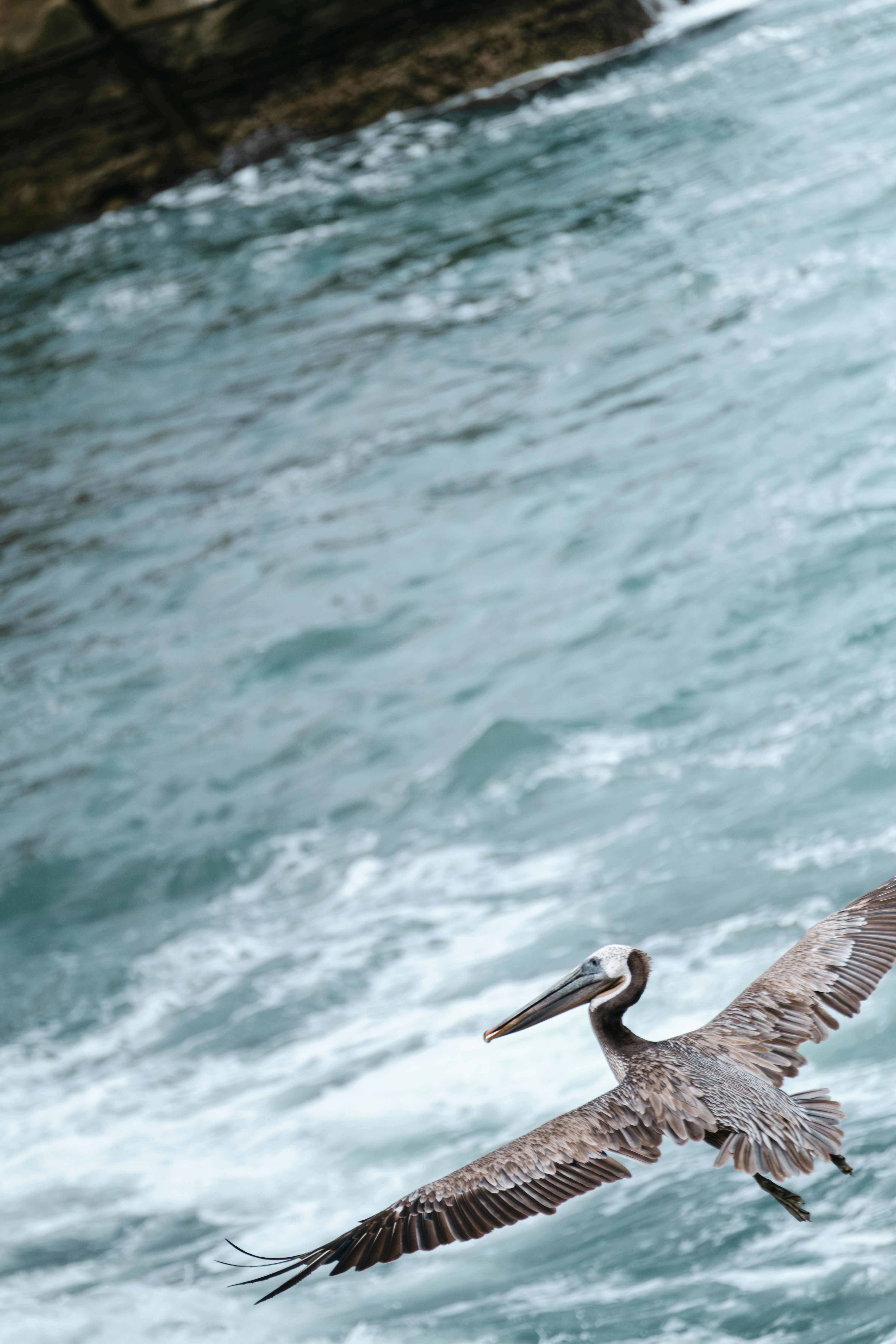 Winged Glide: Pelican over Turquoise Coastal Waters
