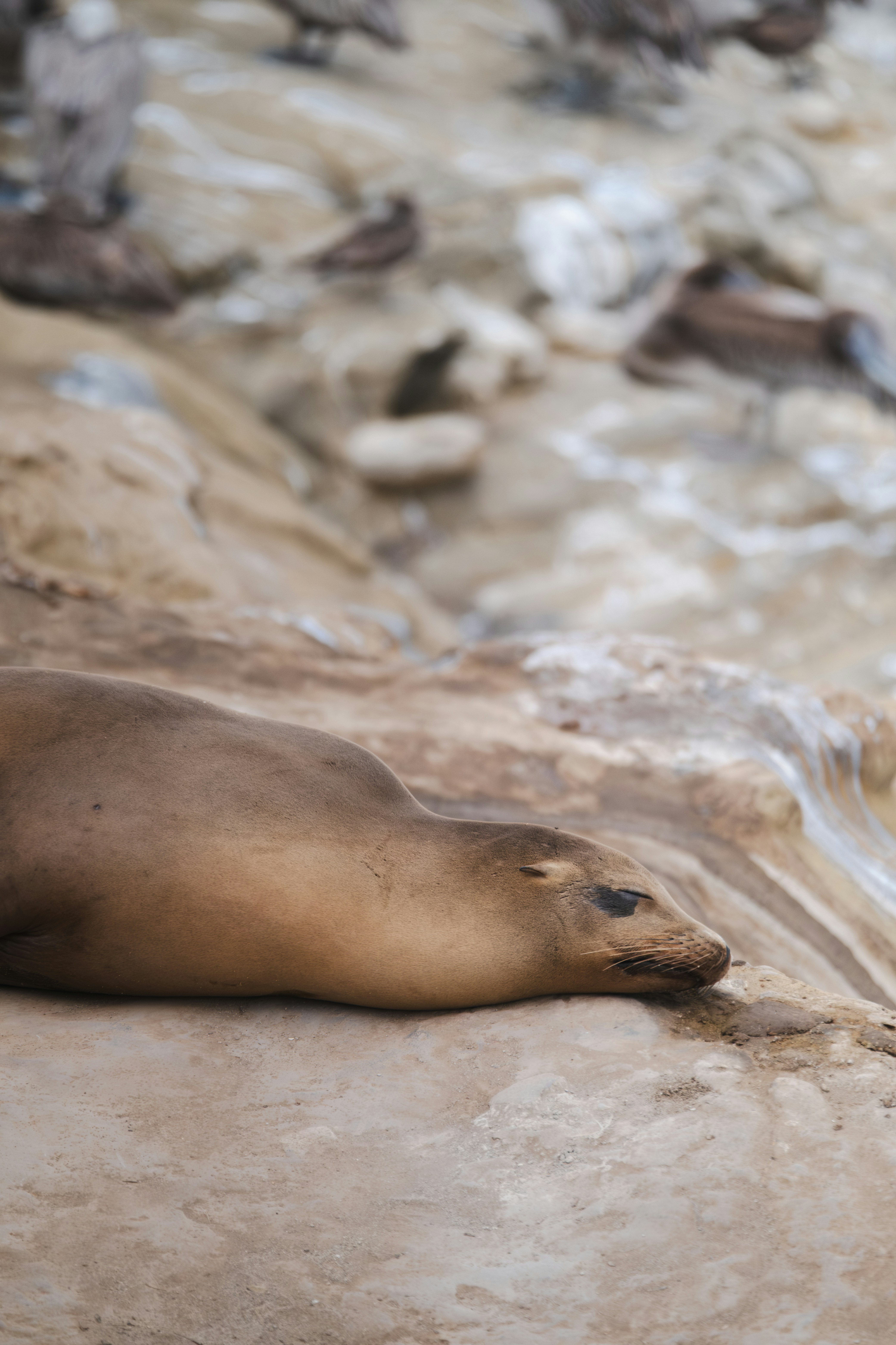 Slumber by the Shore: a Sea Lion Resting Along Weathered Rocks