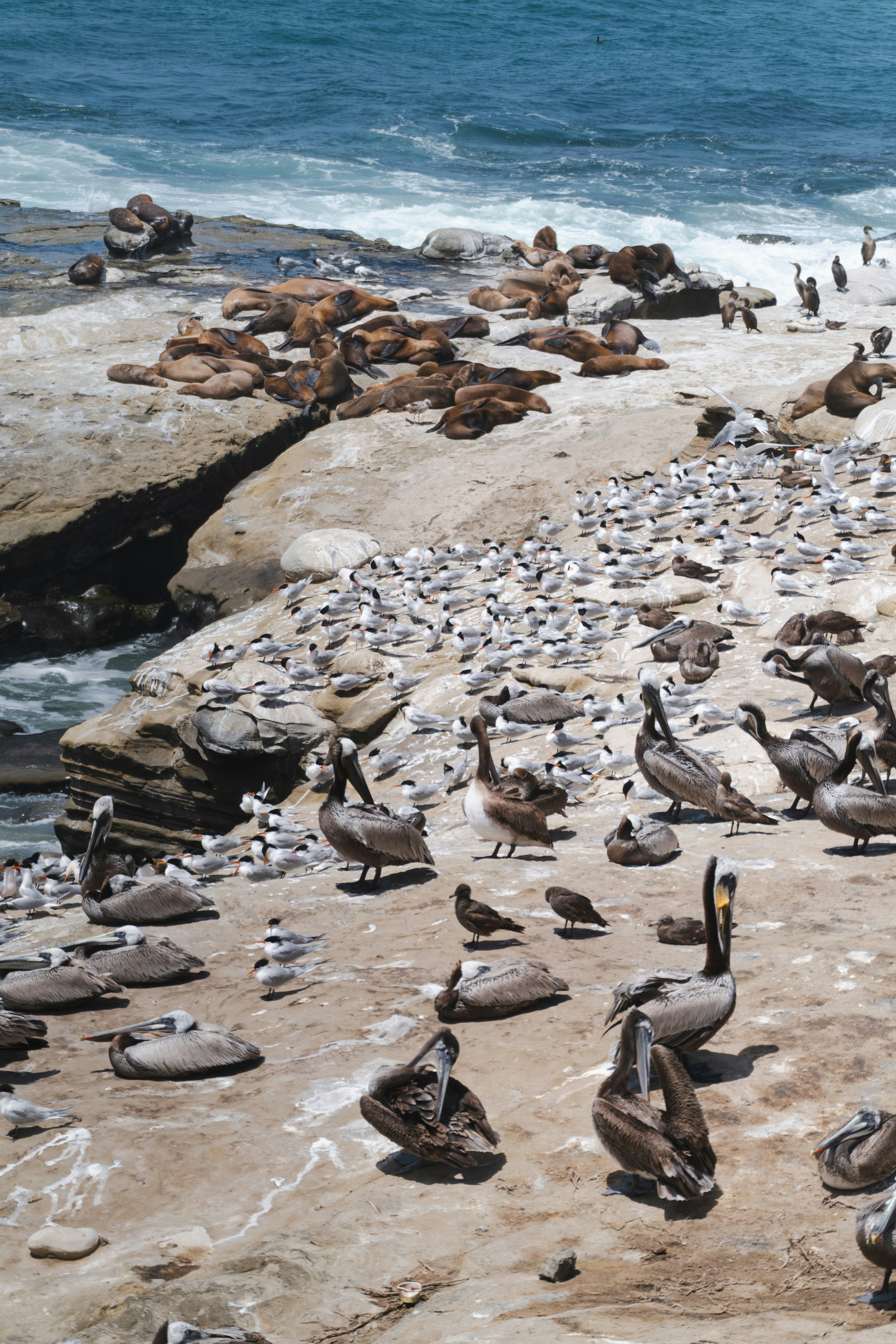 Seabird Colony at the Sunlit Rock: A Tidal Parade