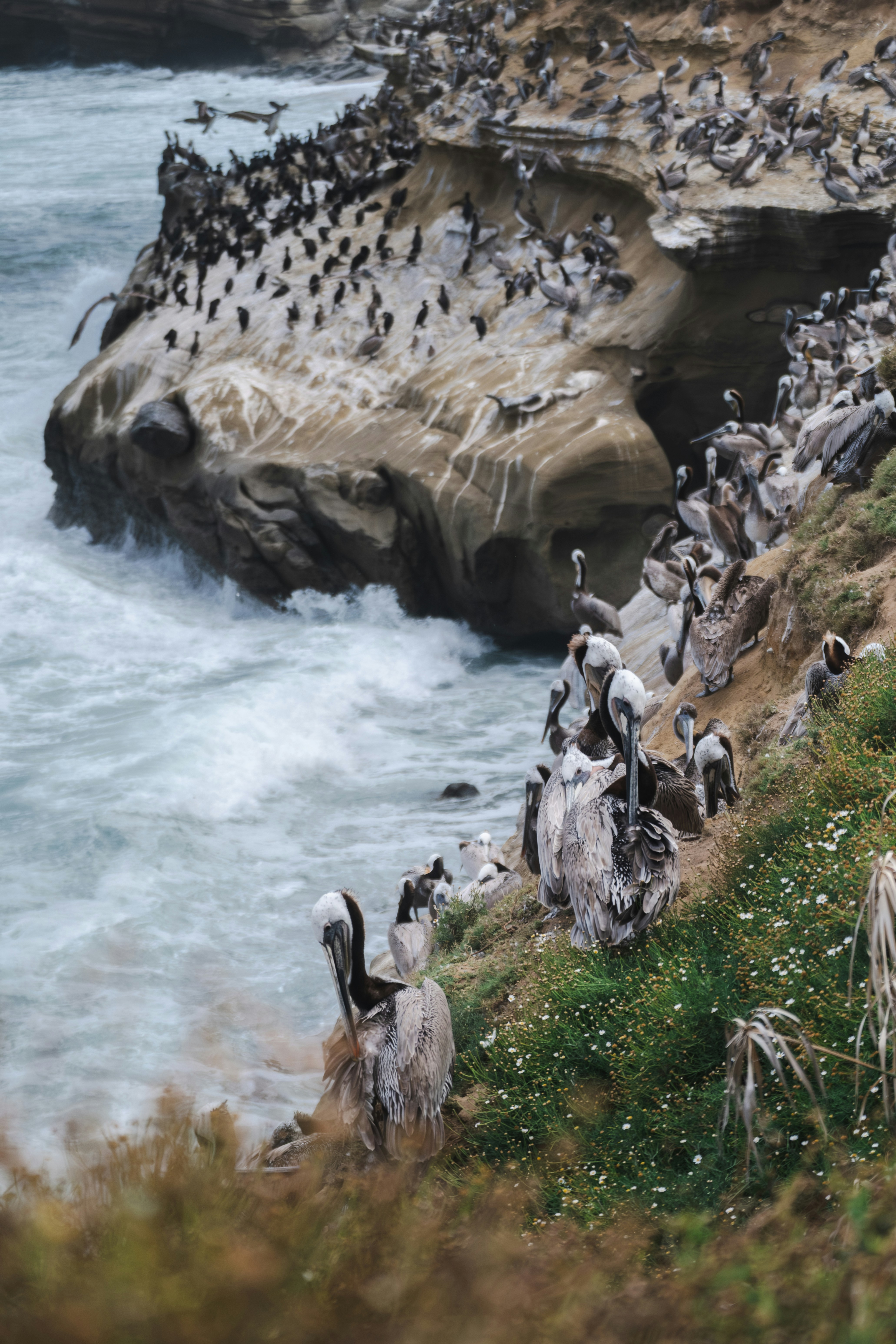 Thousands of seabirds gather along a weathered cliff face by a roiling coastline