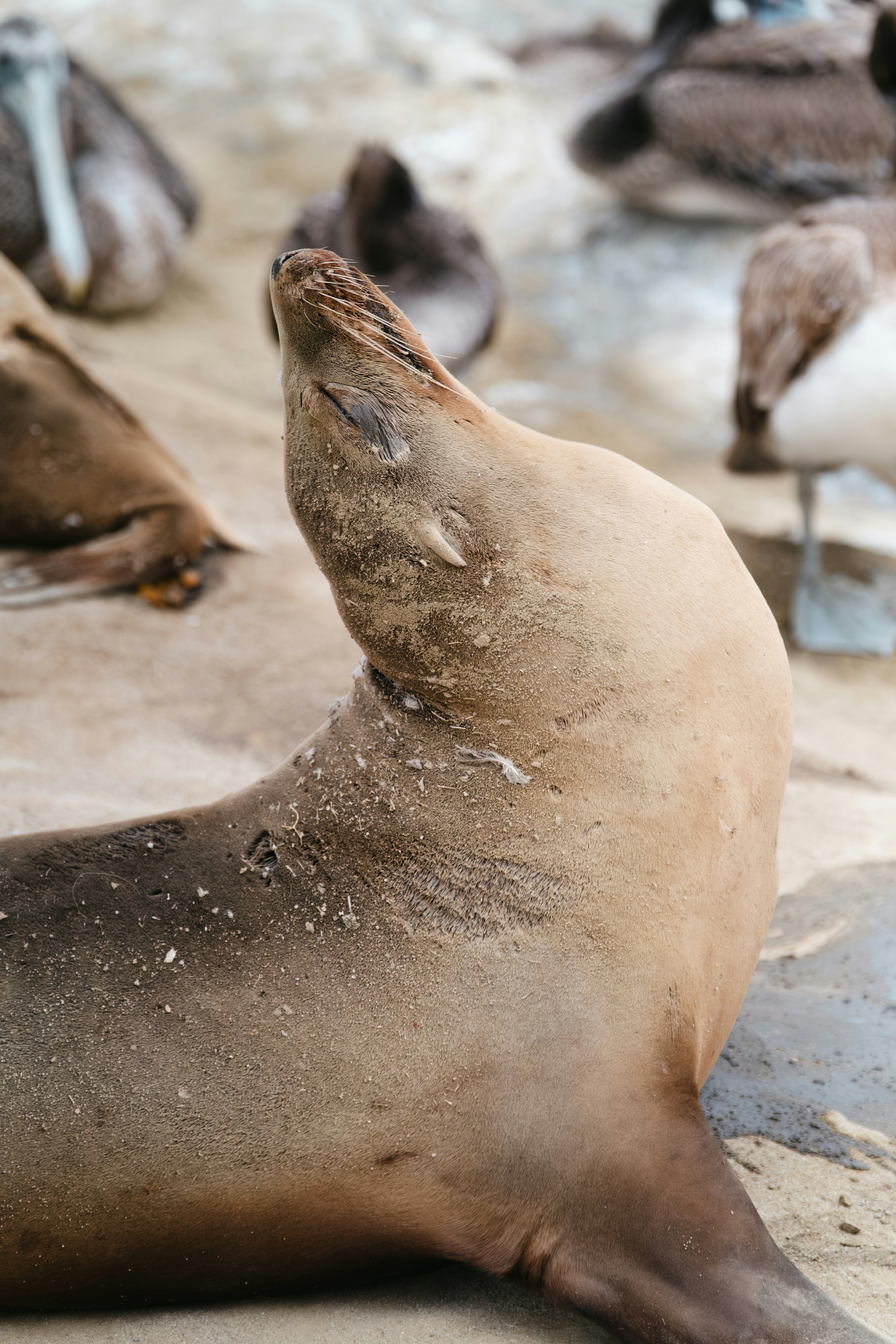 Curved Portrait: A Sea Lion's Quiet Contemplation on the Beach