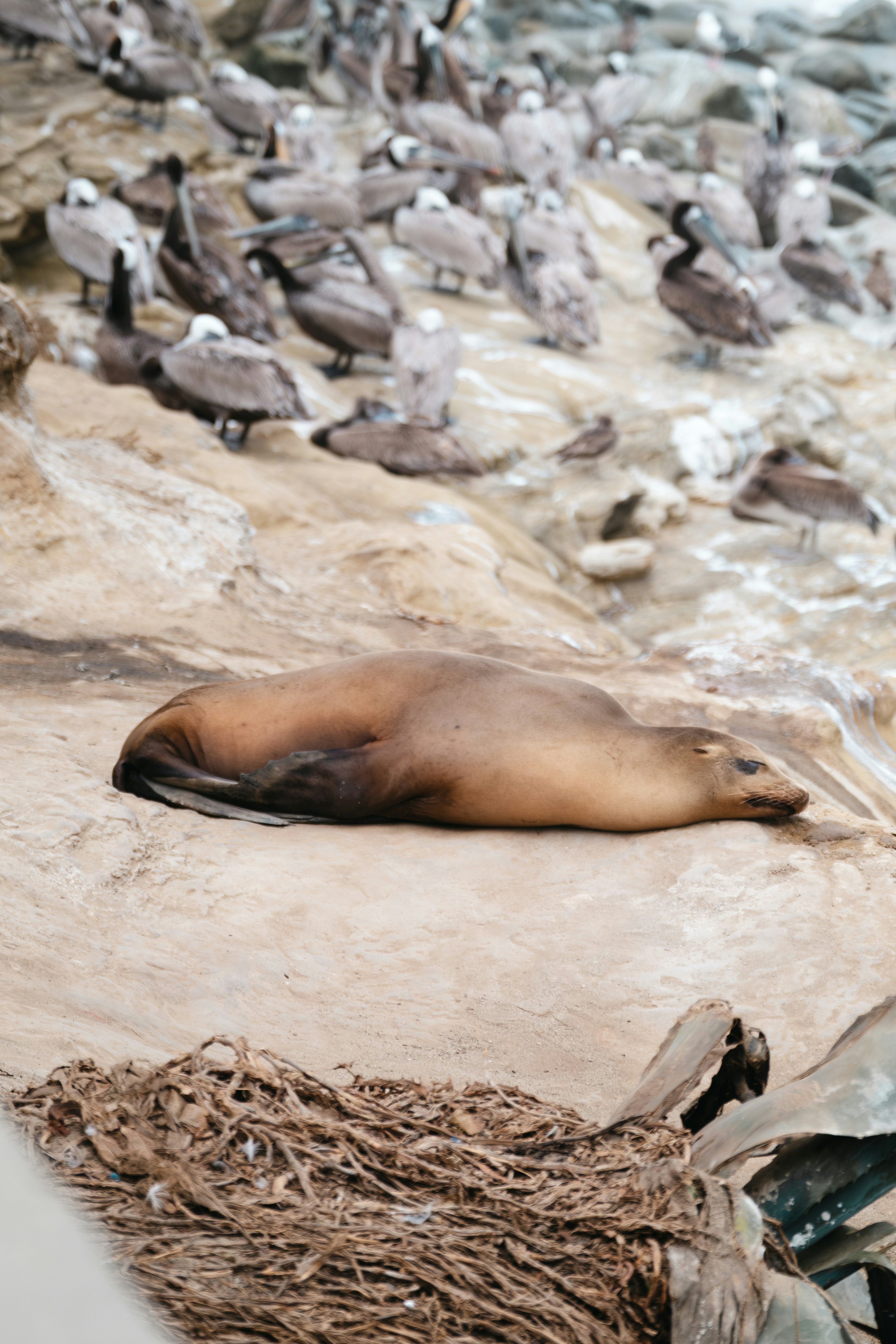 Sleeping Sea Lion Among a Throng of Gulls
