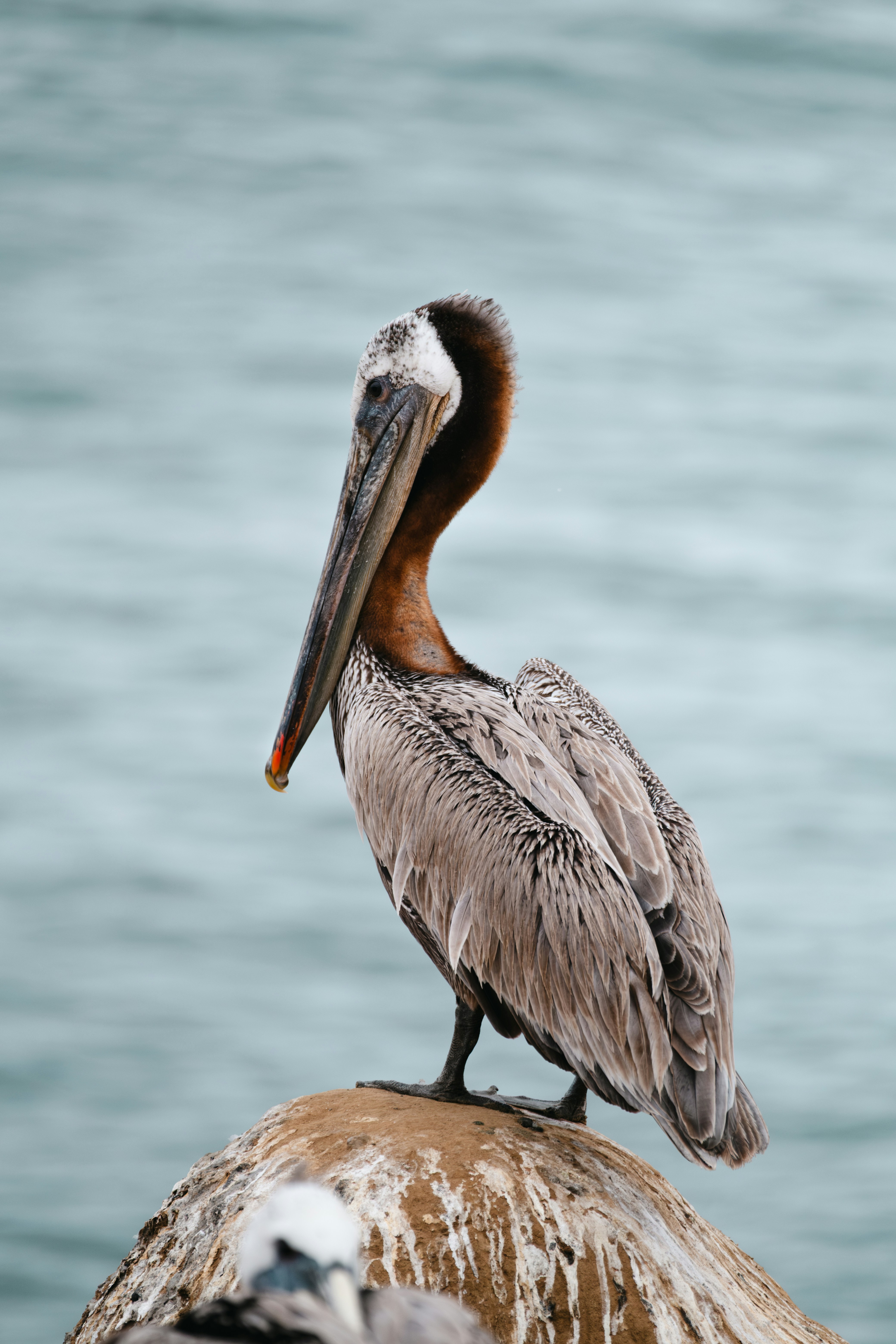 Perched Grey Pelican, Quiet Watcher of a Misty Sea