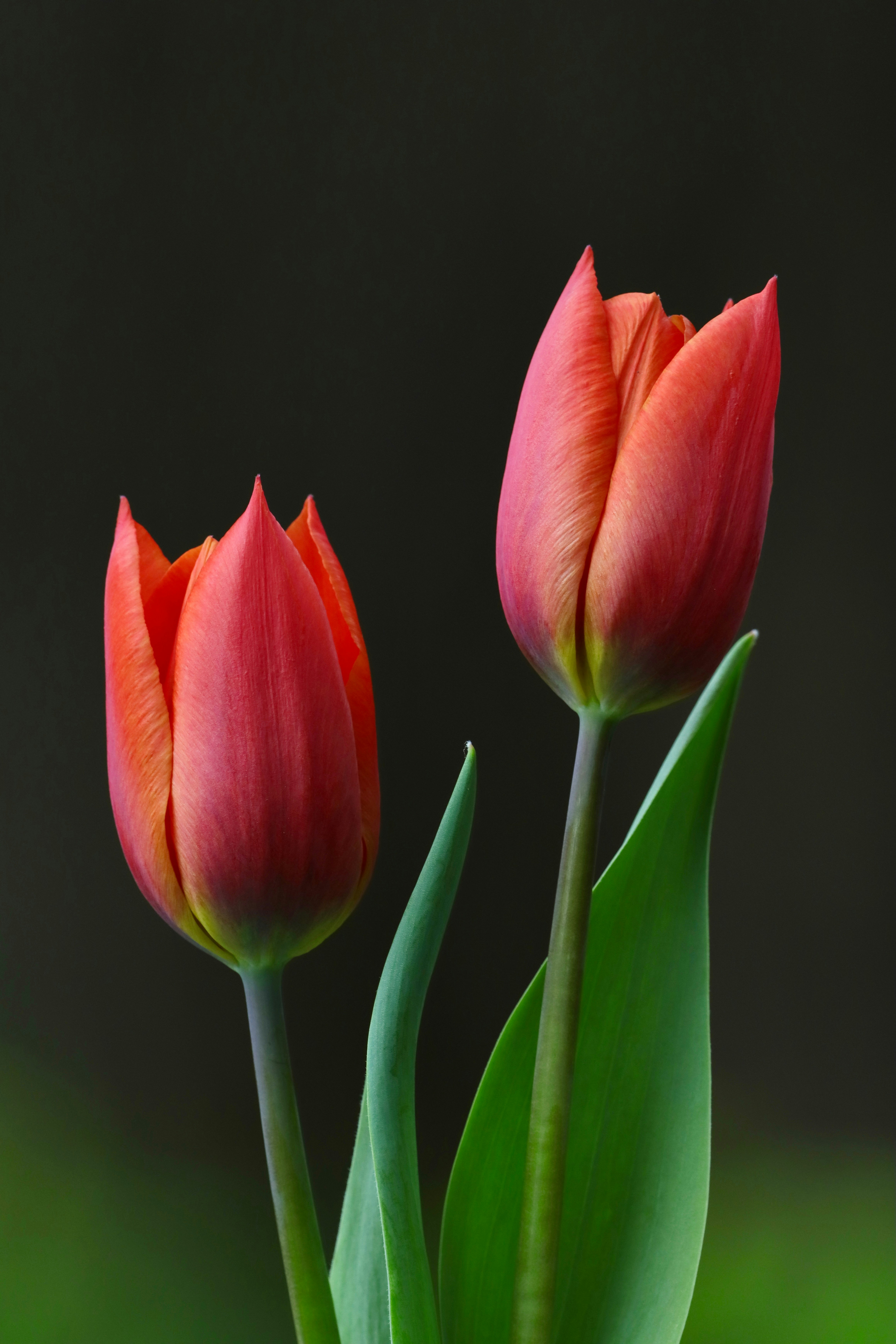 Two Tulips in Focus: Velvet Petals Against a Velvet Night