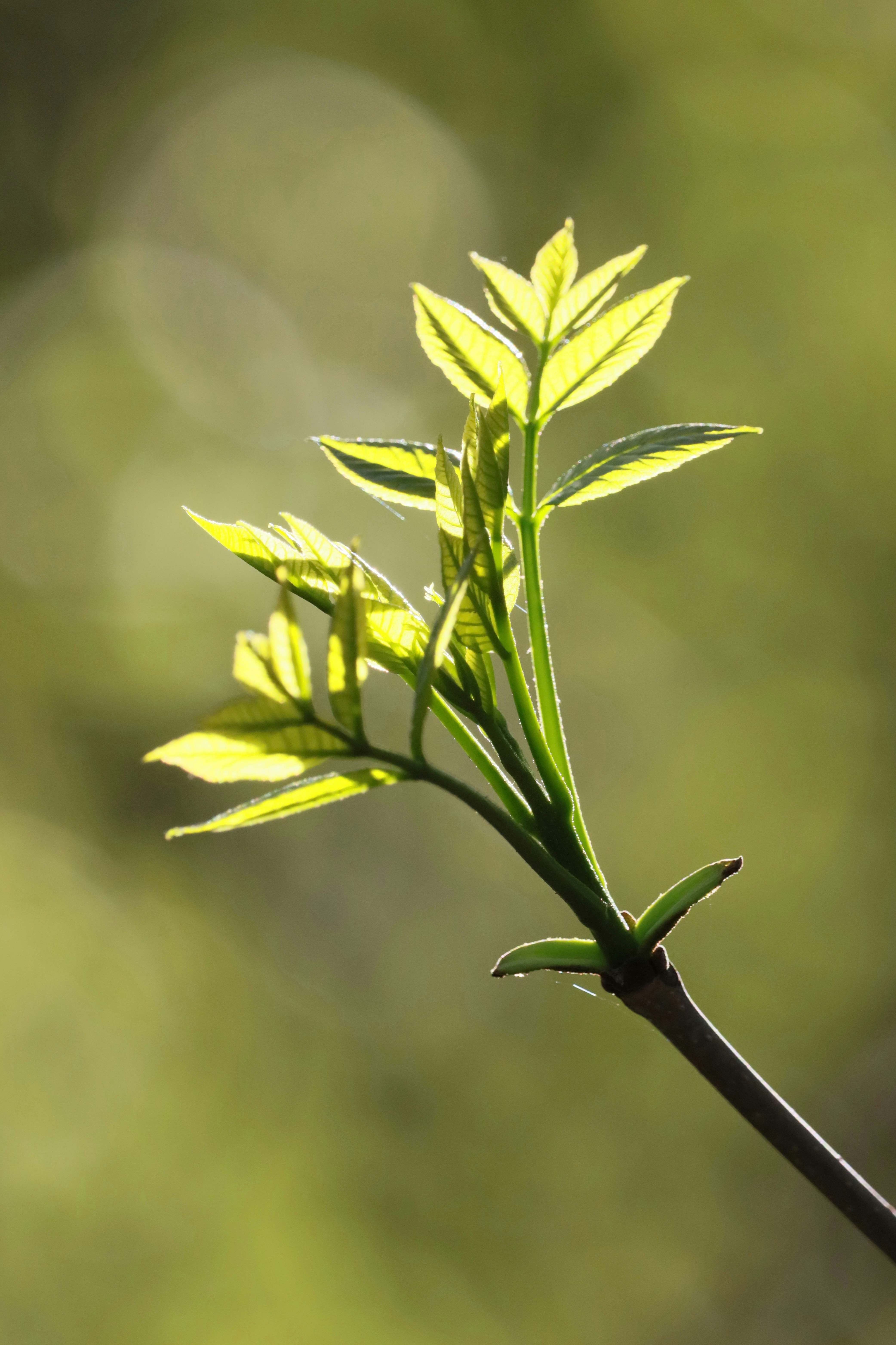Emerald Sprout Reaching Toward the Sun