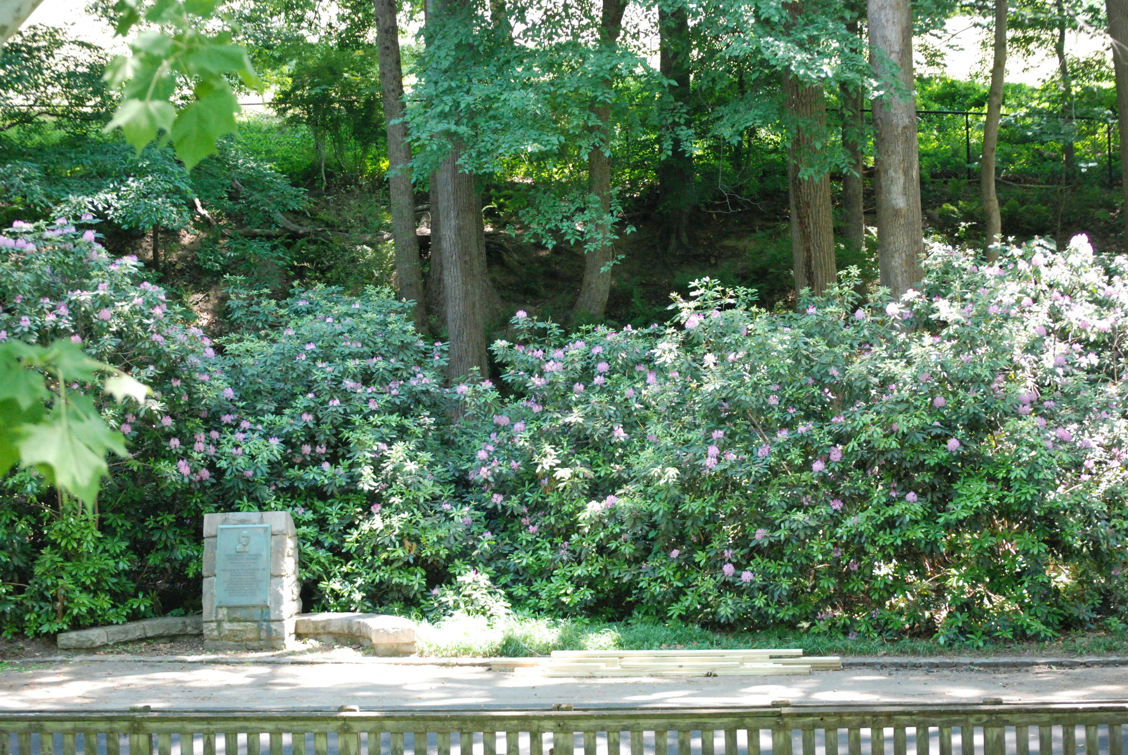 Spring Rose Garden Edge: Lavender Blooms and Shade