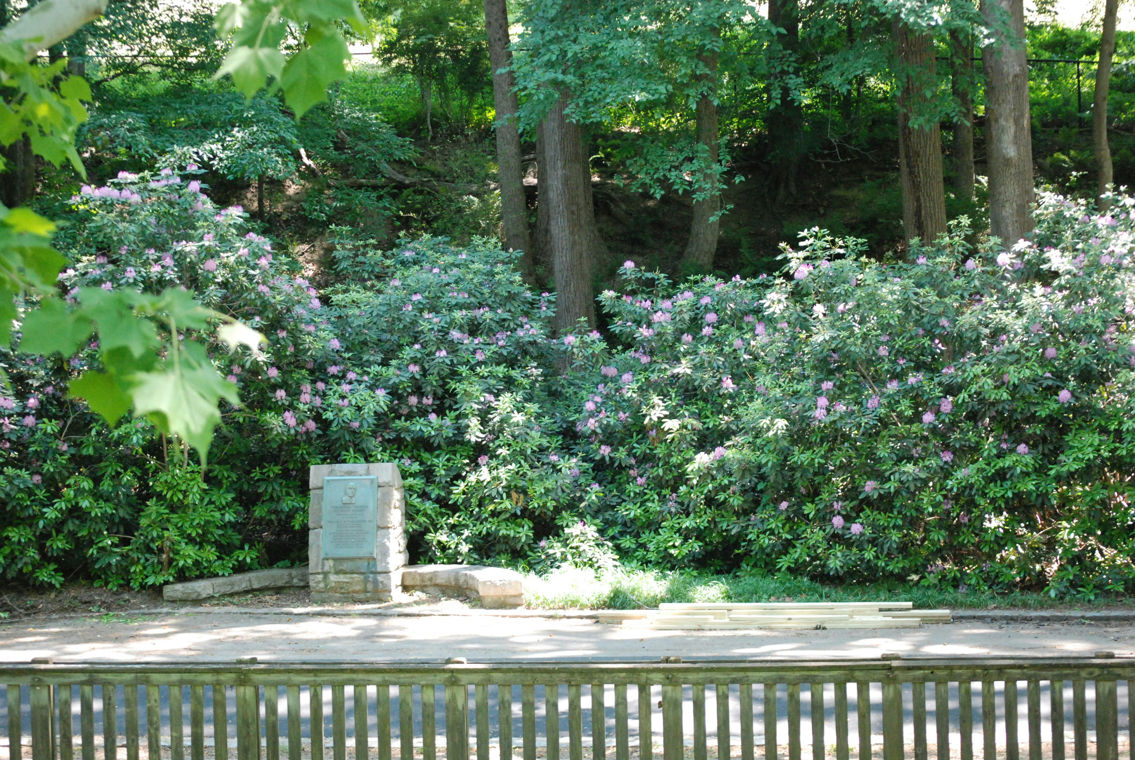 Quiet Perimeter: Flowering Hedges by a Stone Monolith and Riverbank