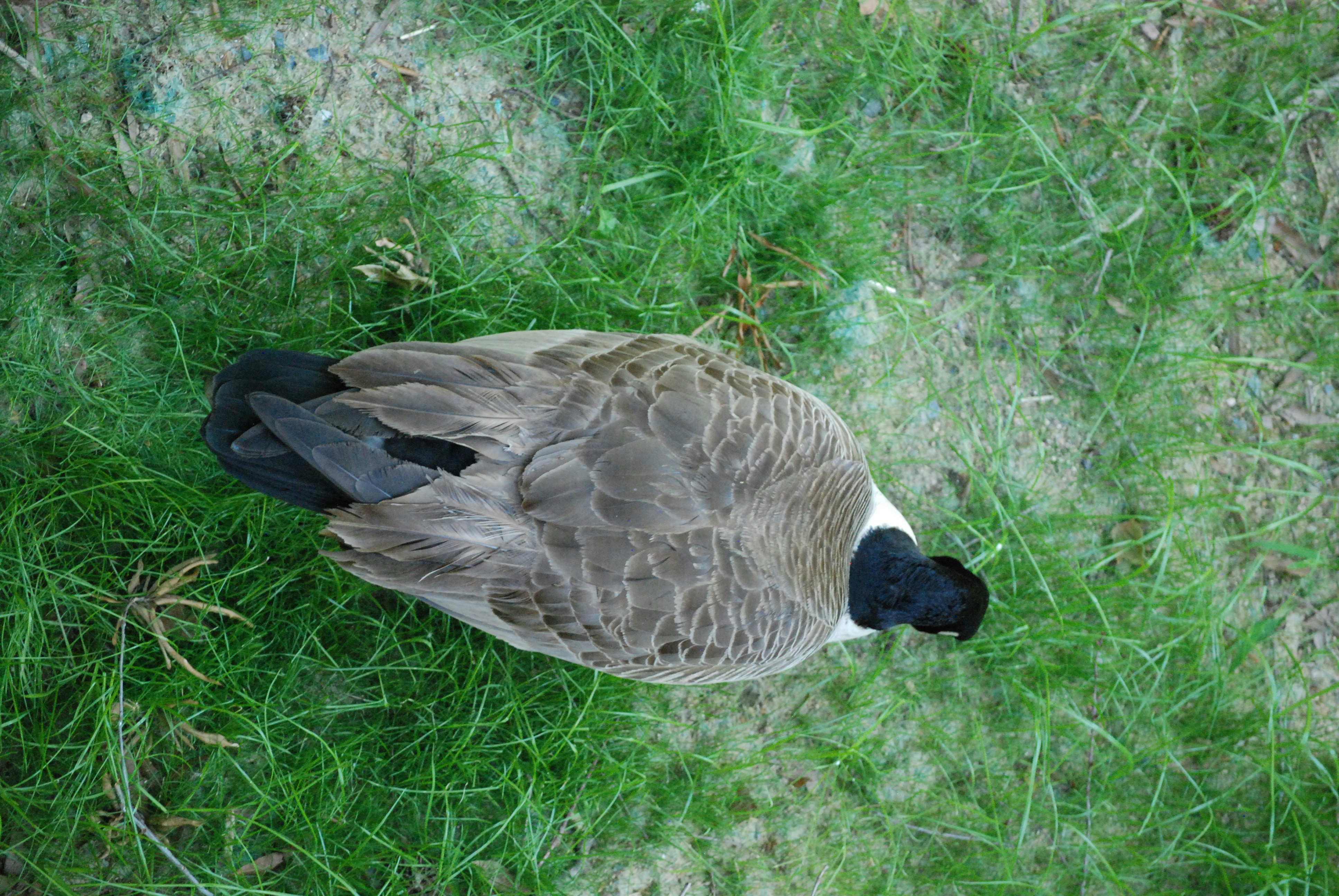 Gray Goose among Green Grasses
