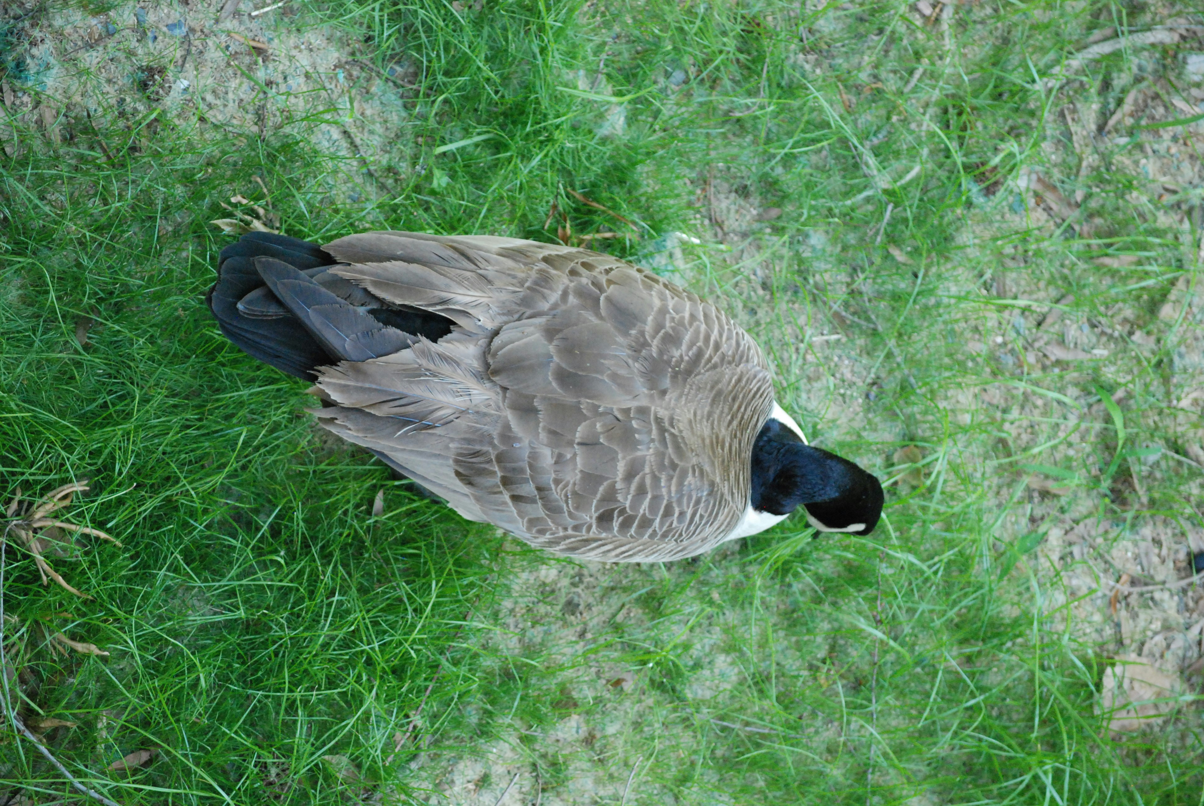 Tailed Traveler: a Black-Capped Goose On Green Terrain