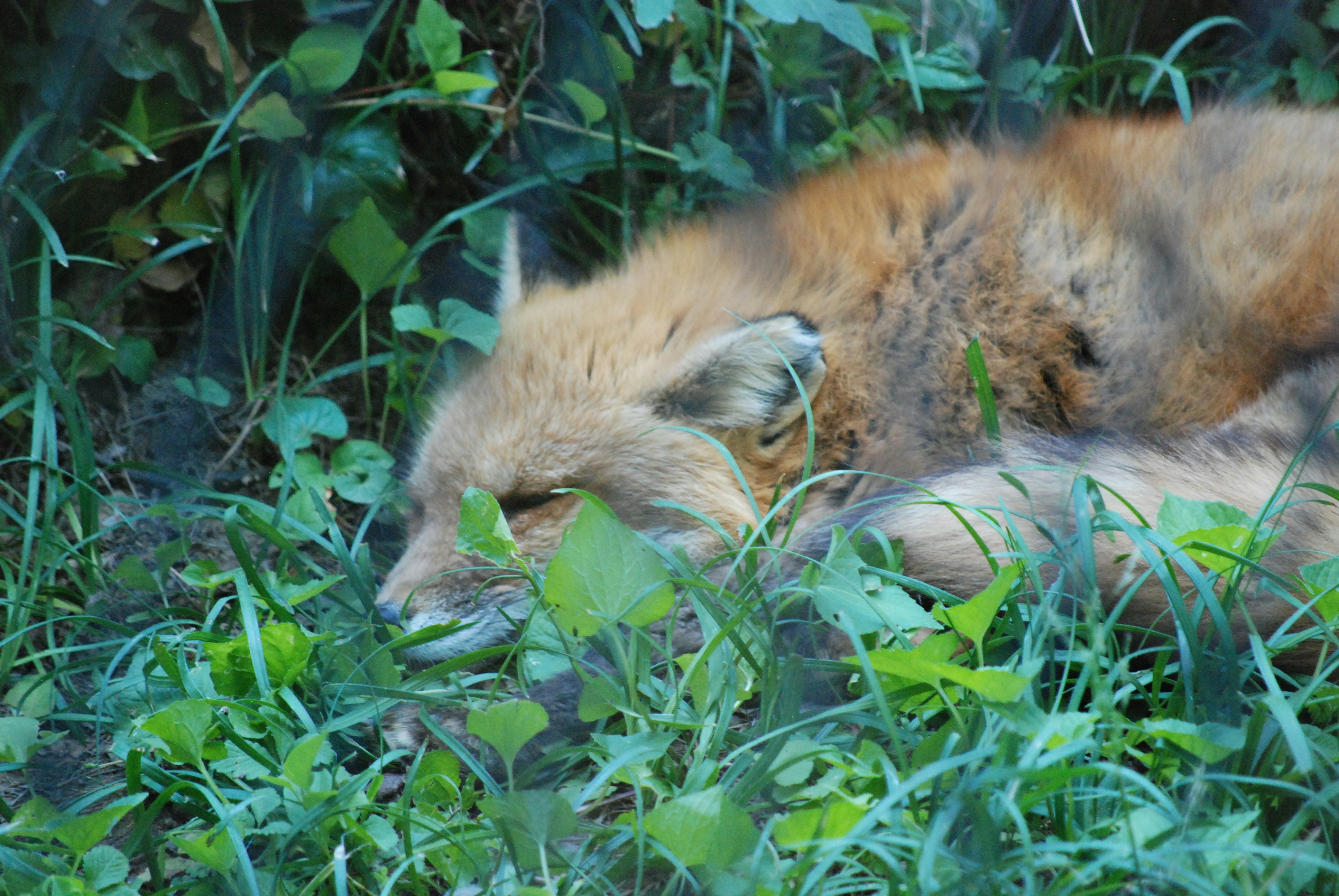 Sleeping Fox in Quiet Green Understory