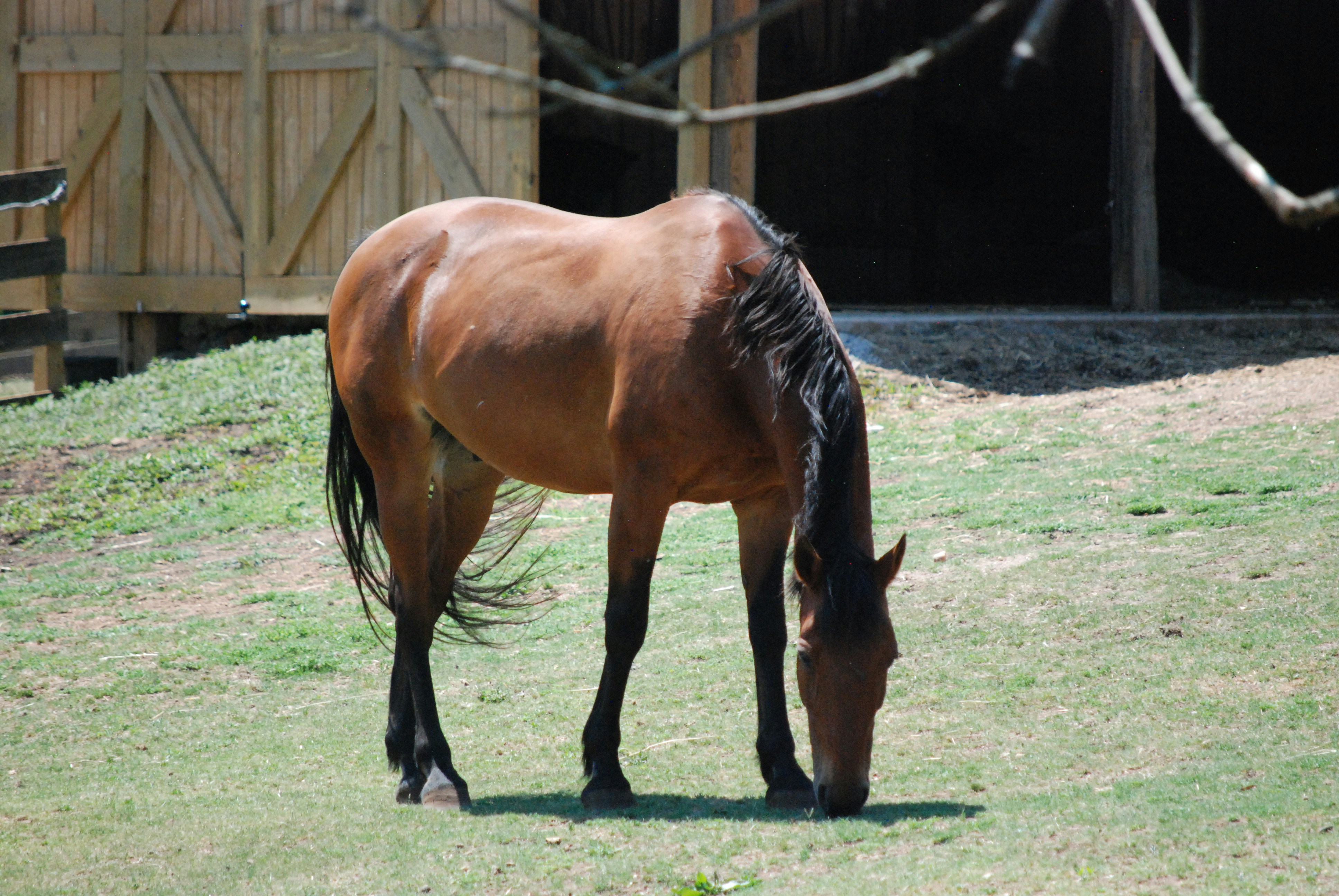 Grazing in dappled sun: a chestnut horse by the barn door