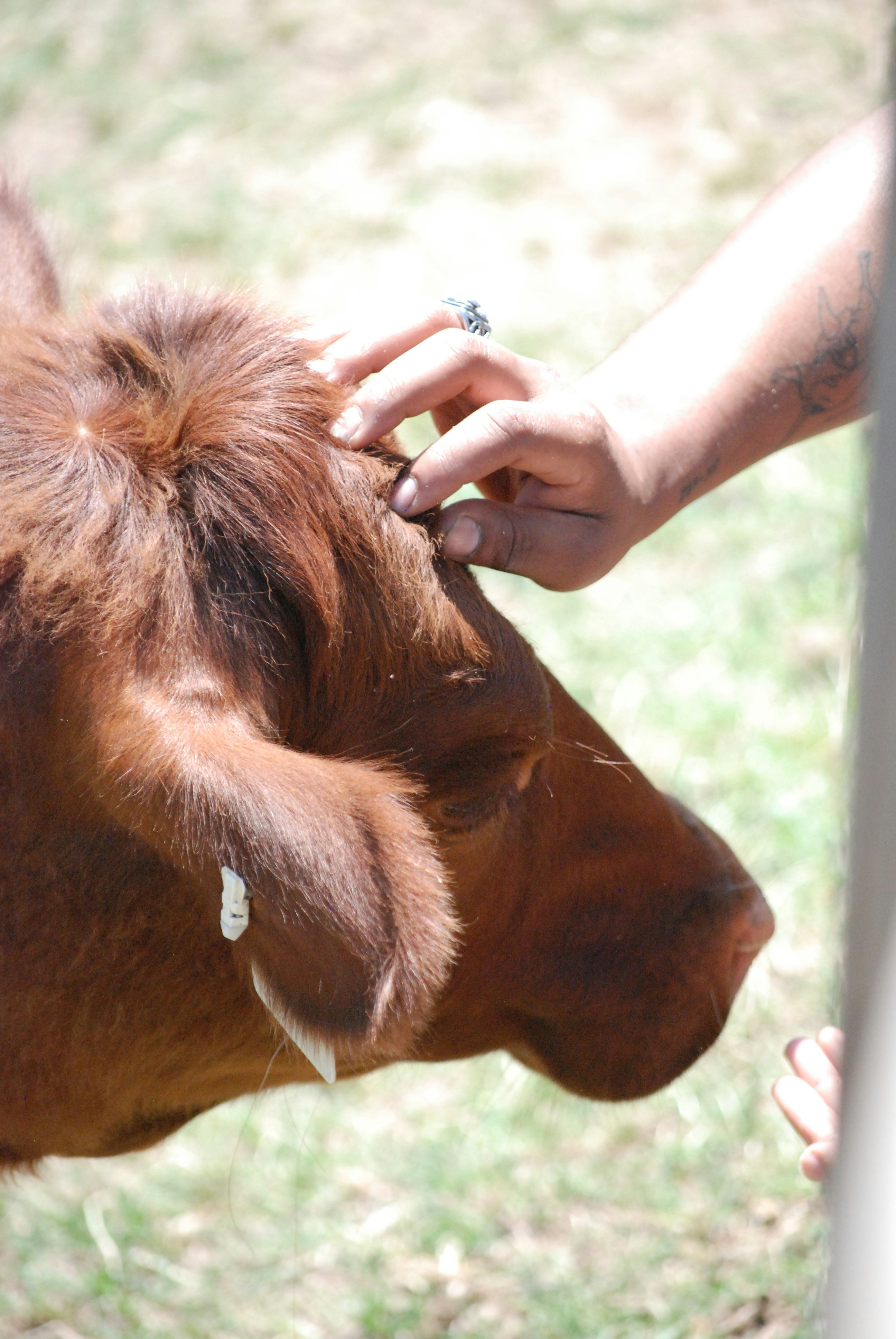 Gentle Patience: A Hand Resting on a Brown Coated Cow