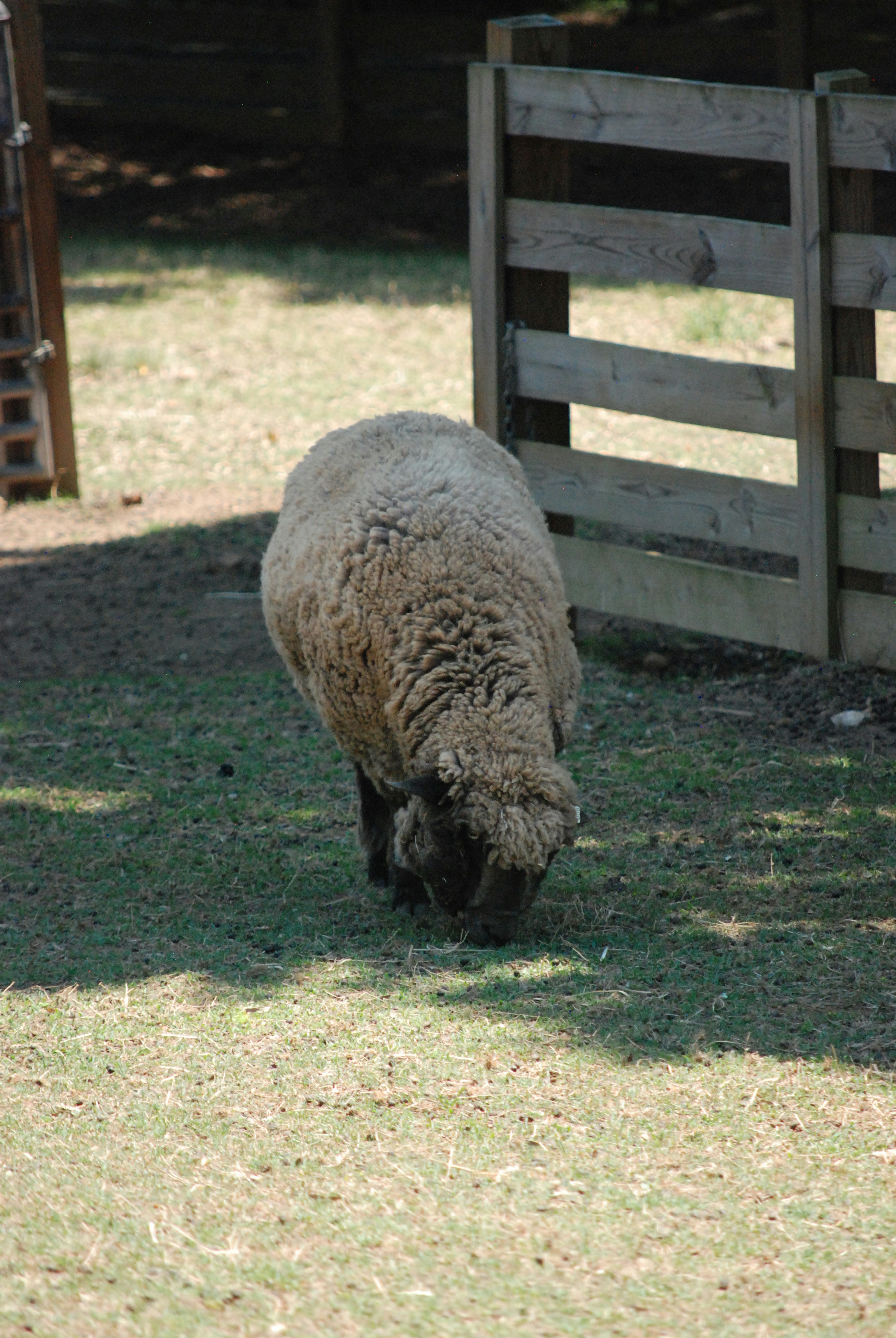 Curious Woolly Visitor in a Sunny Yard