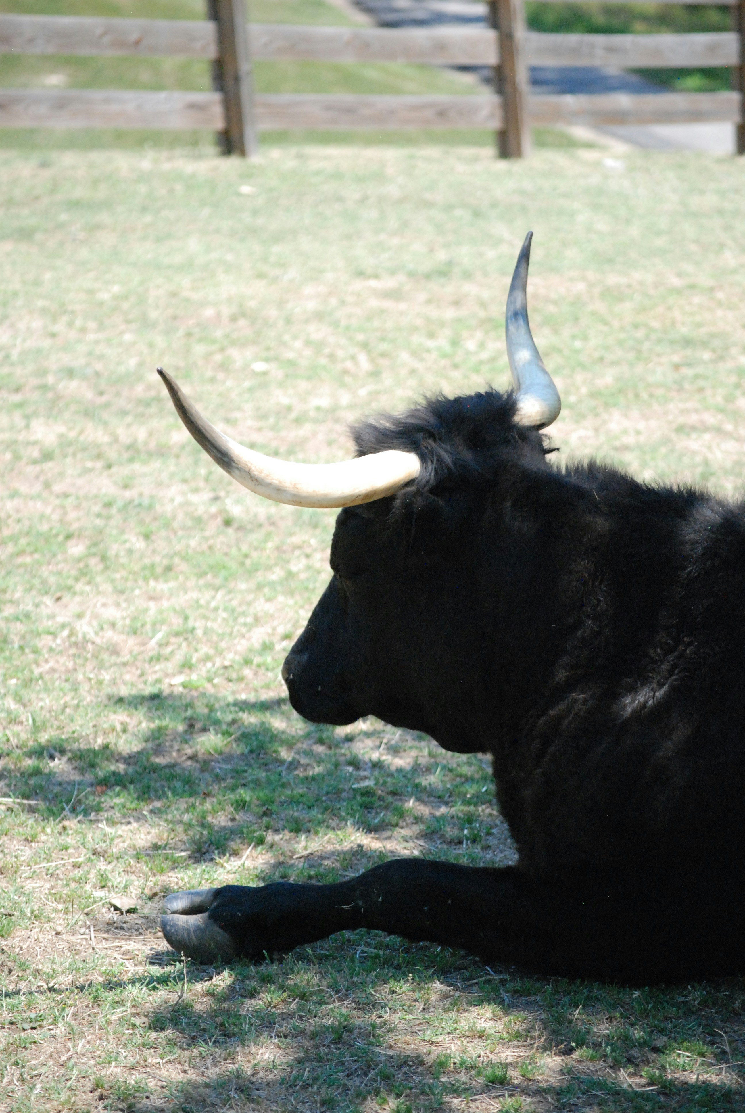 Black Highlander at Rest: Curved Horns and Sunset-Gold Grass