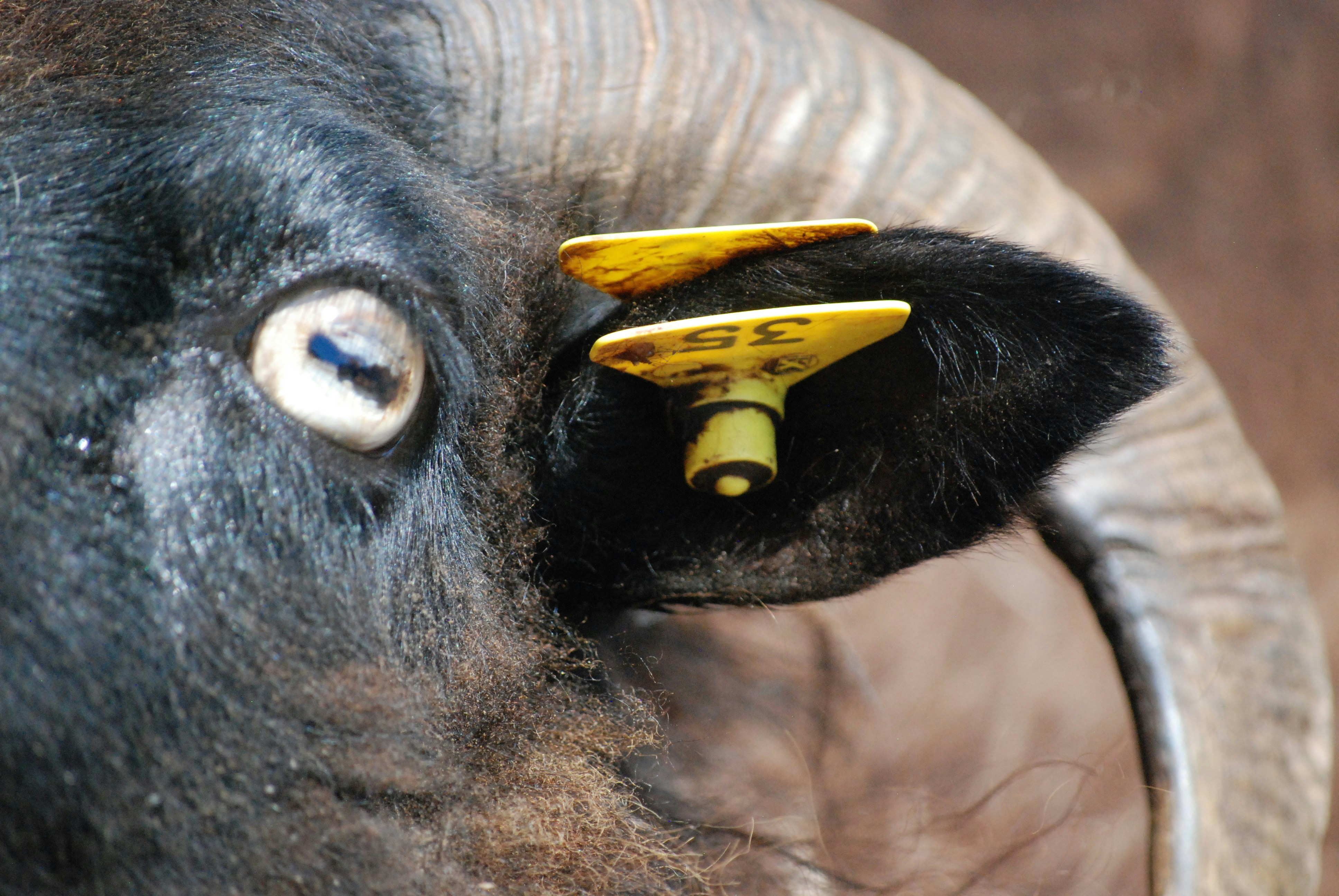 Close-Up of Ear Tag on Horned Animal