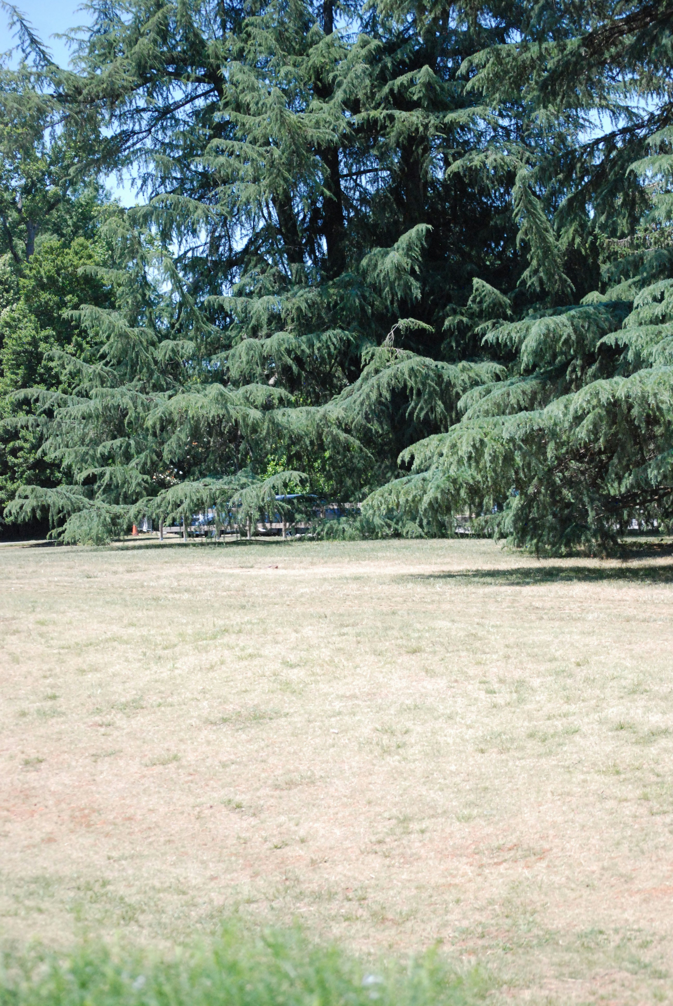 Shadows Under a Cedar Canopy