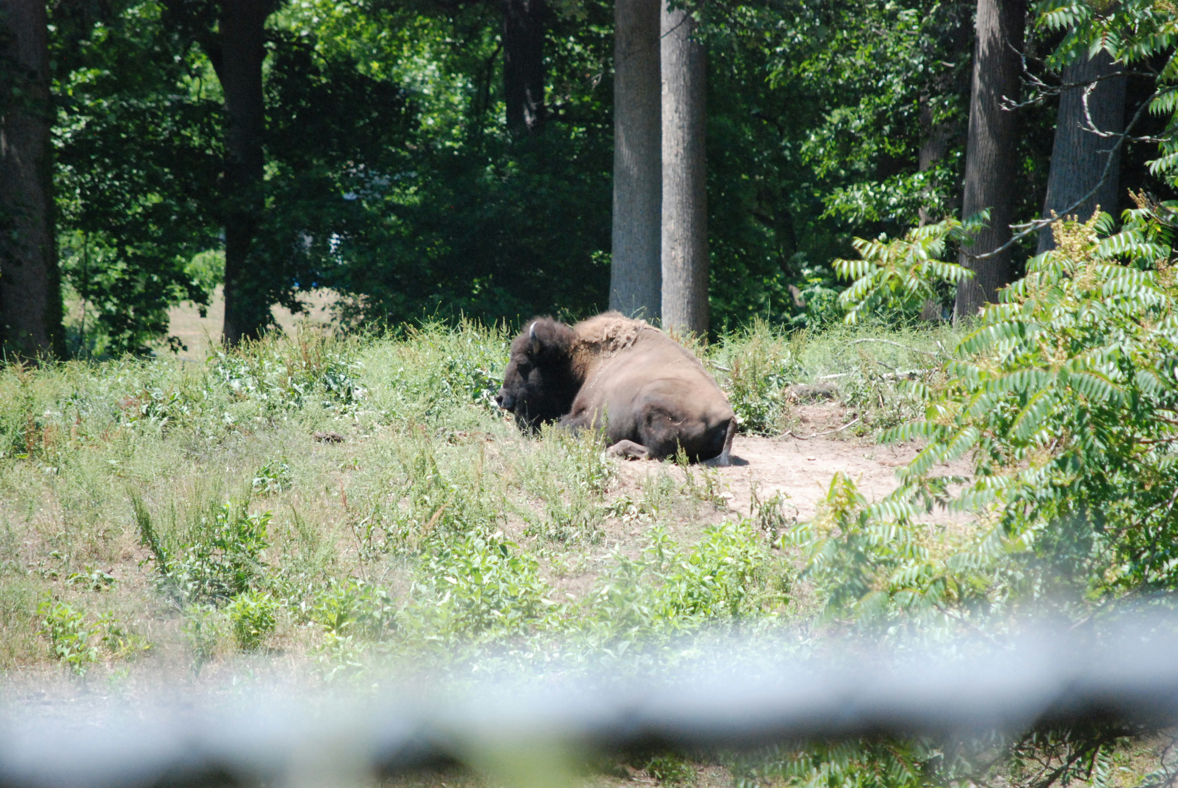 Hidden in the Meadow: A Bear Cub Resting by the Forest Edge