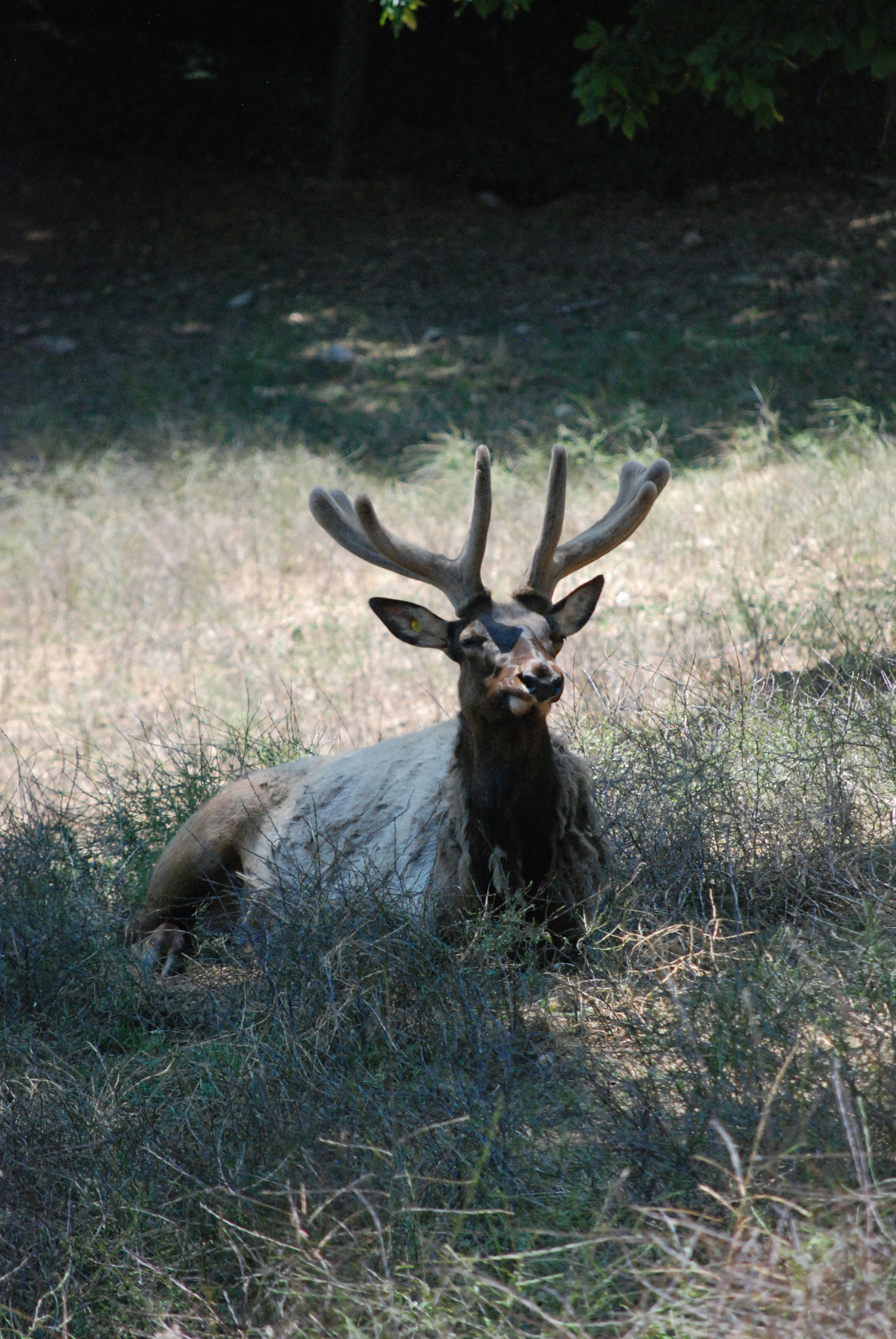 Majestic Stag Resting in Dappled Field