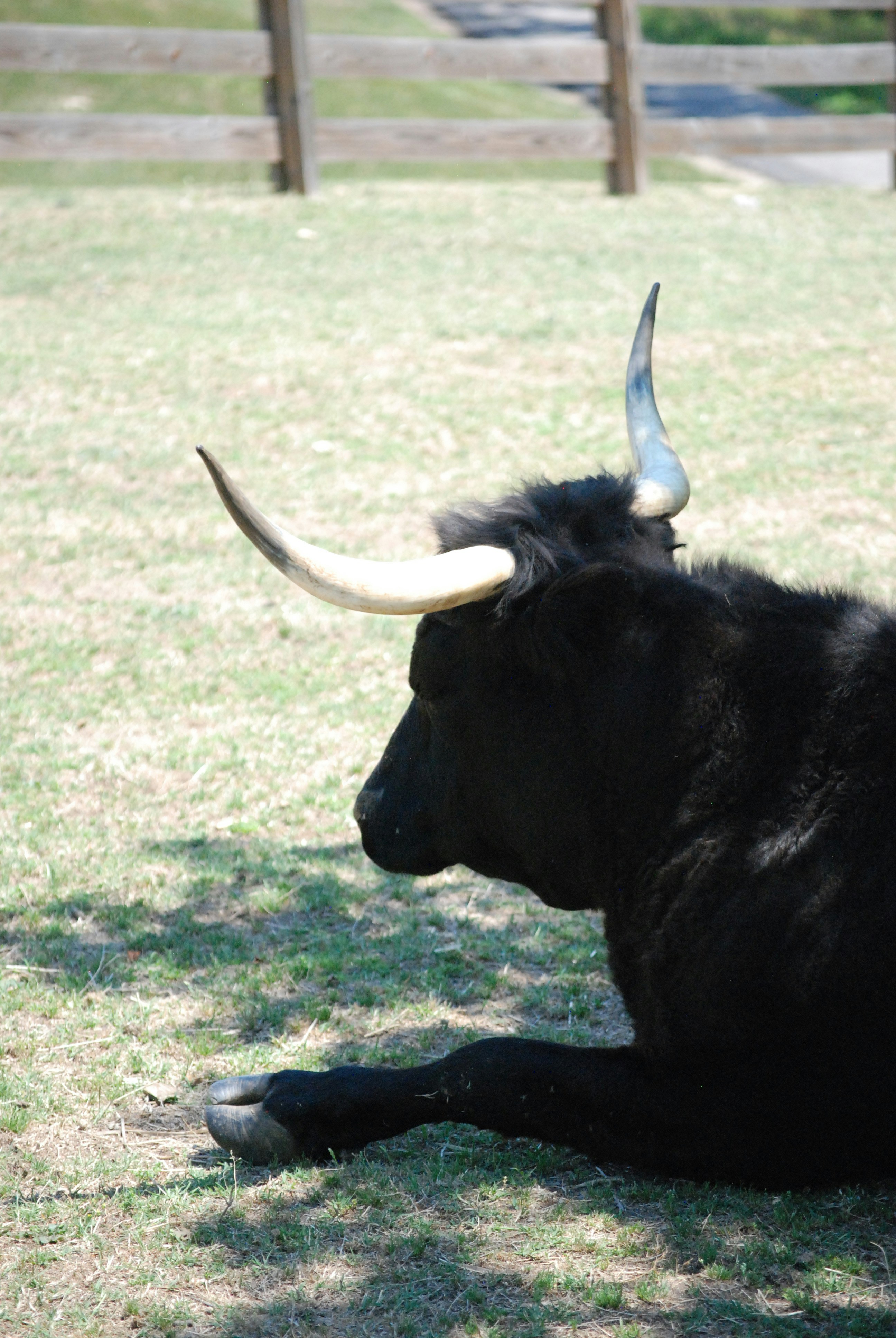 A black cow with long, curved horns rests on a sunlit grassy area near a wooden fence, captured at a park-like setting. The animal dominates the frame as the primary subject, with soft daylight enhancing fur texture.