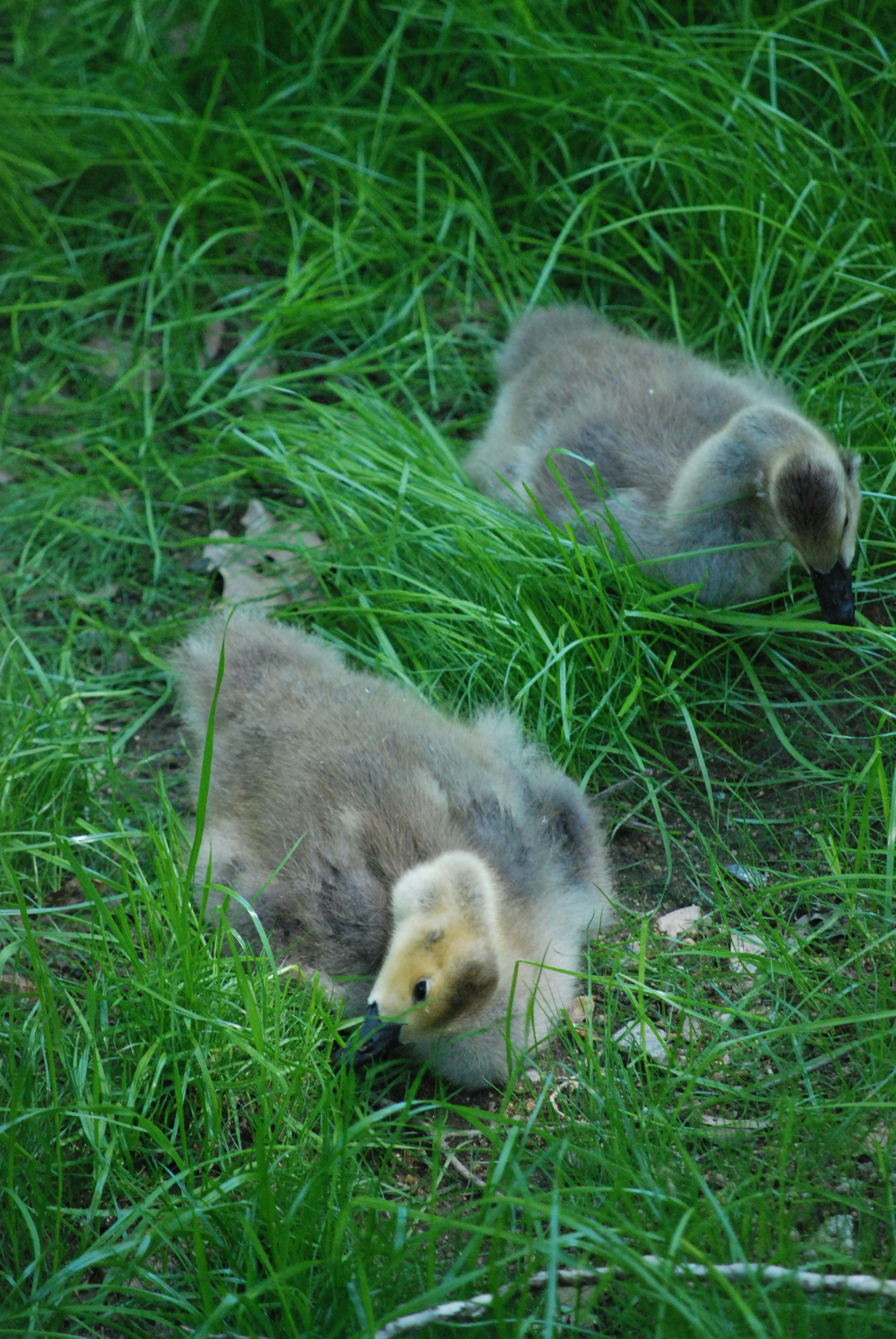Two fluffy ducklings nestled in emerald grass