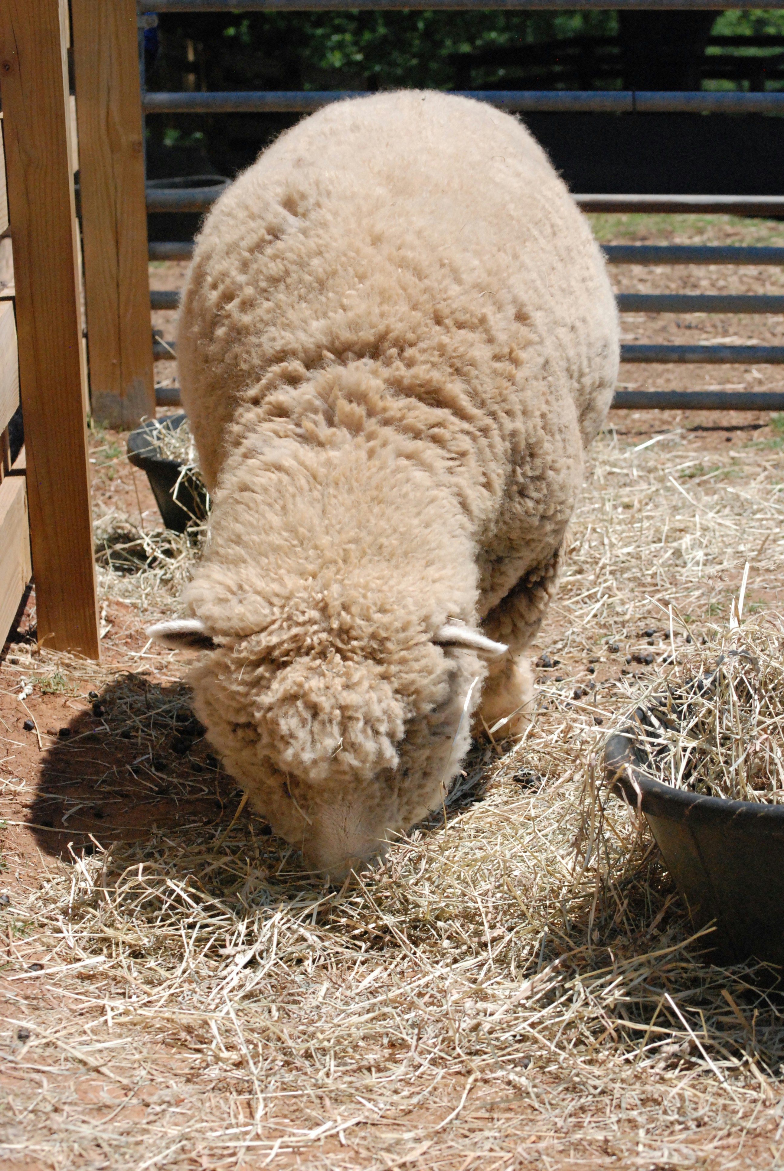 Pasture Head Down: A Curiously Quiet Barrow of Hay and Wool