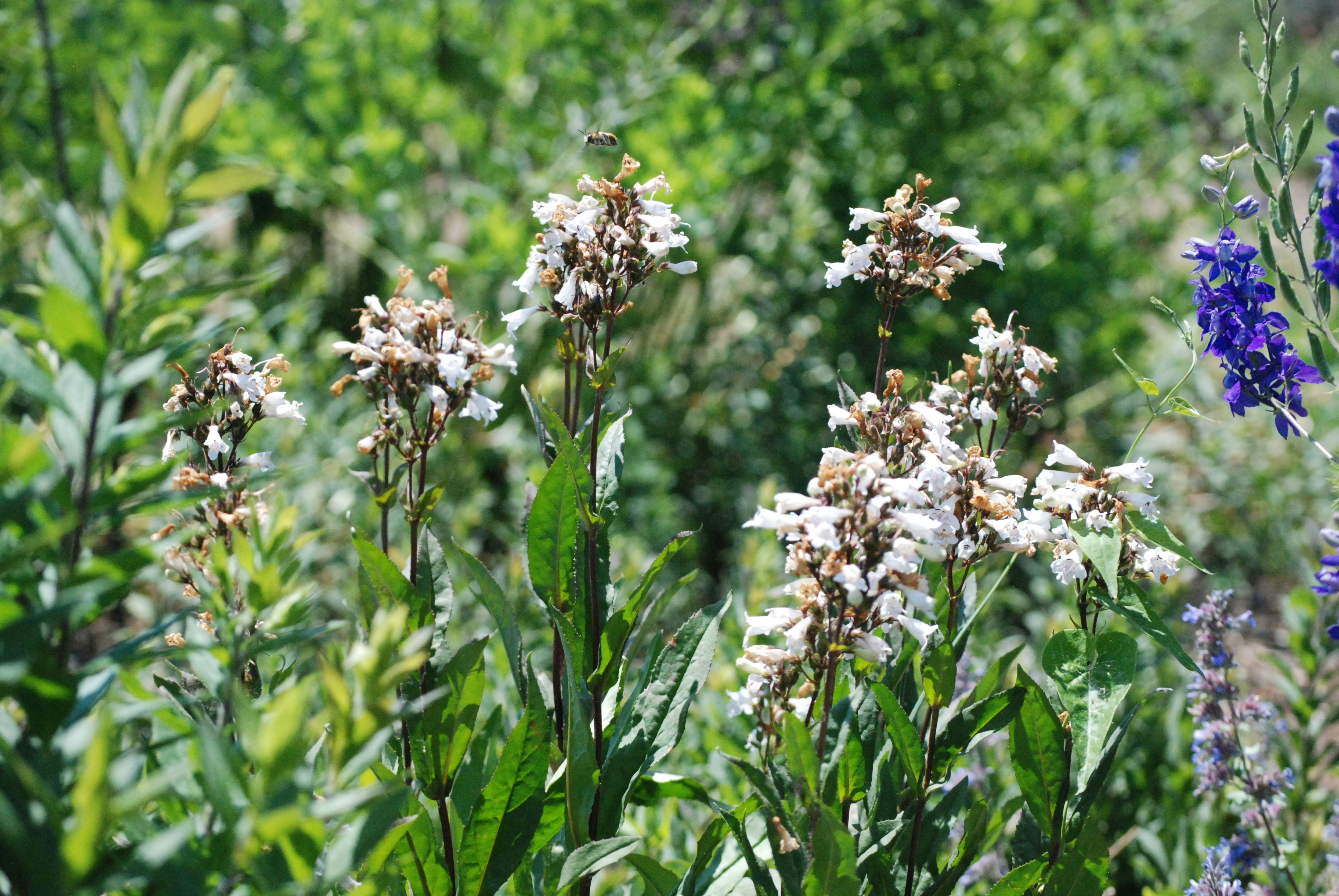 Wildflower Chorus: White-t tipped blooms against sunlit green