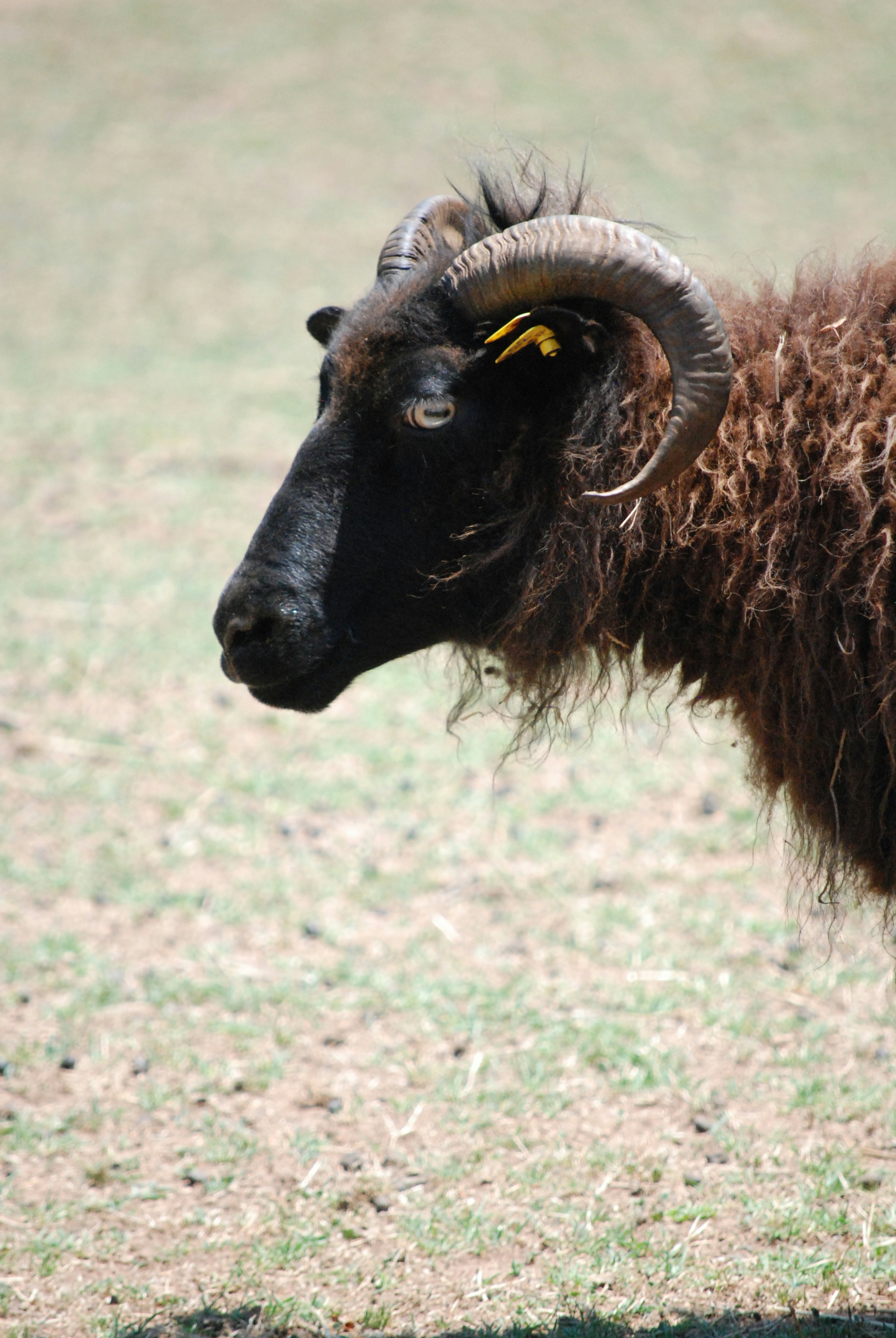 Ram in Profile: Striking Horns and Textured Wool Against Open Grassland