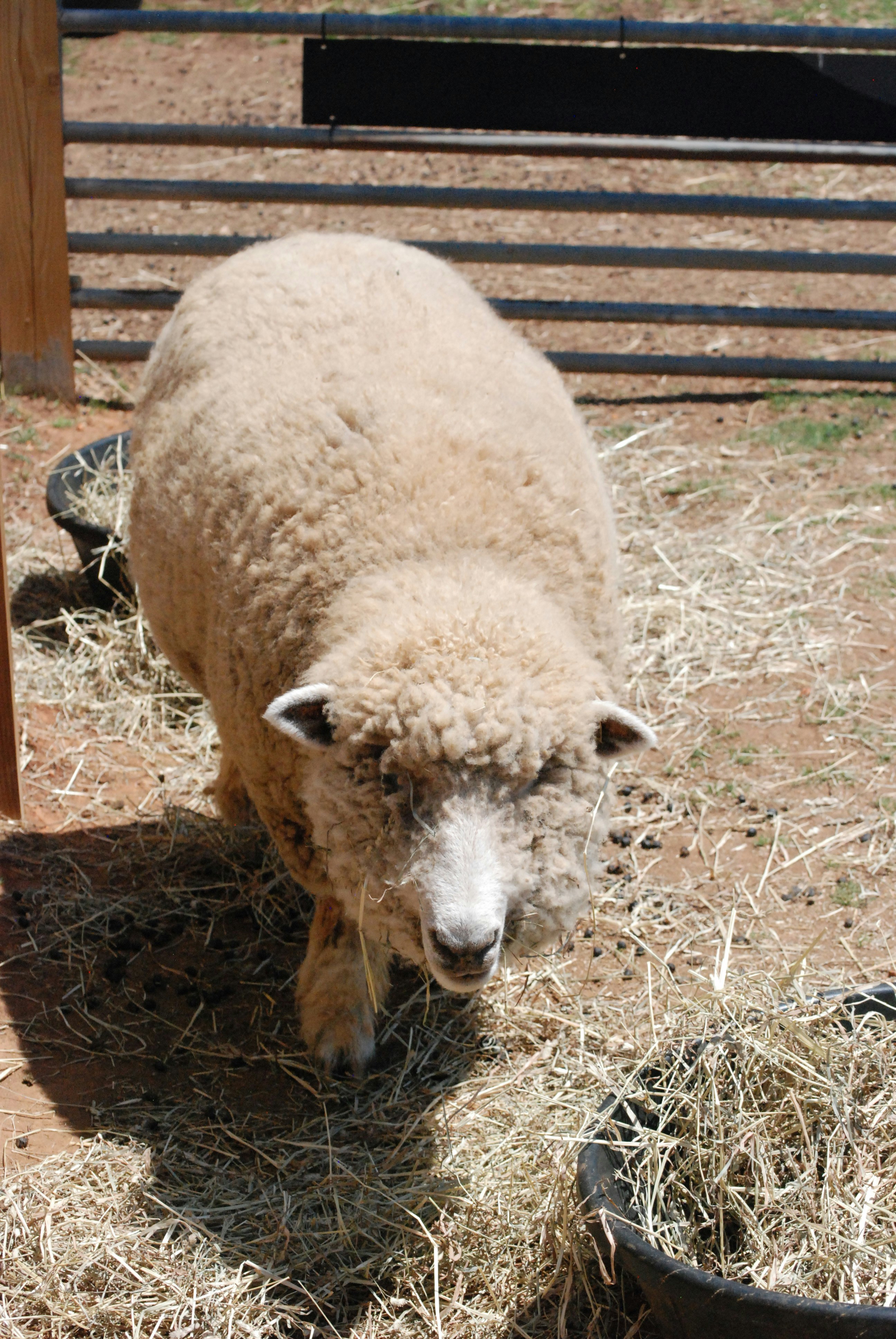 Curious Sheep at Feeding Time