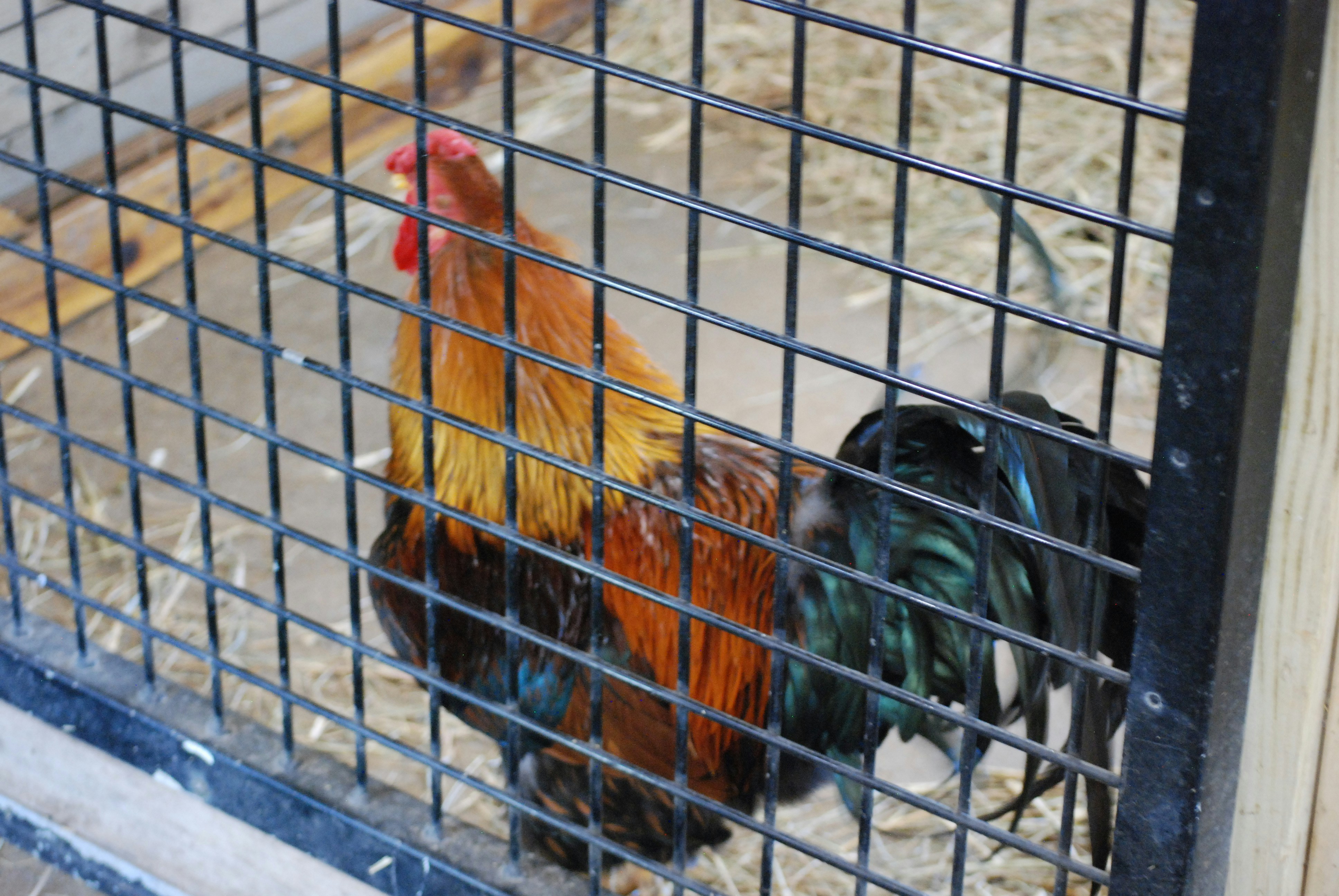 Caged Rooster: Flame-Feathered Bloom Behind Metal Grids