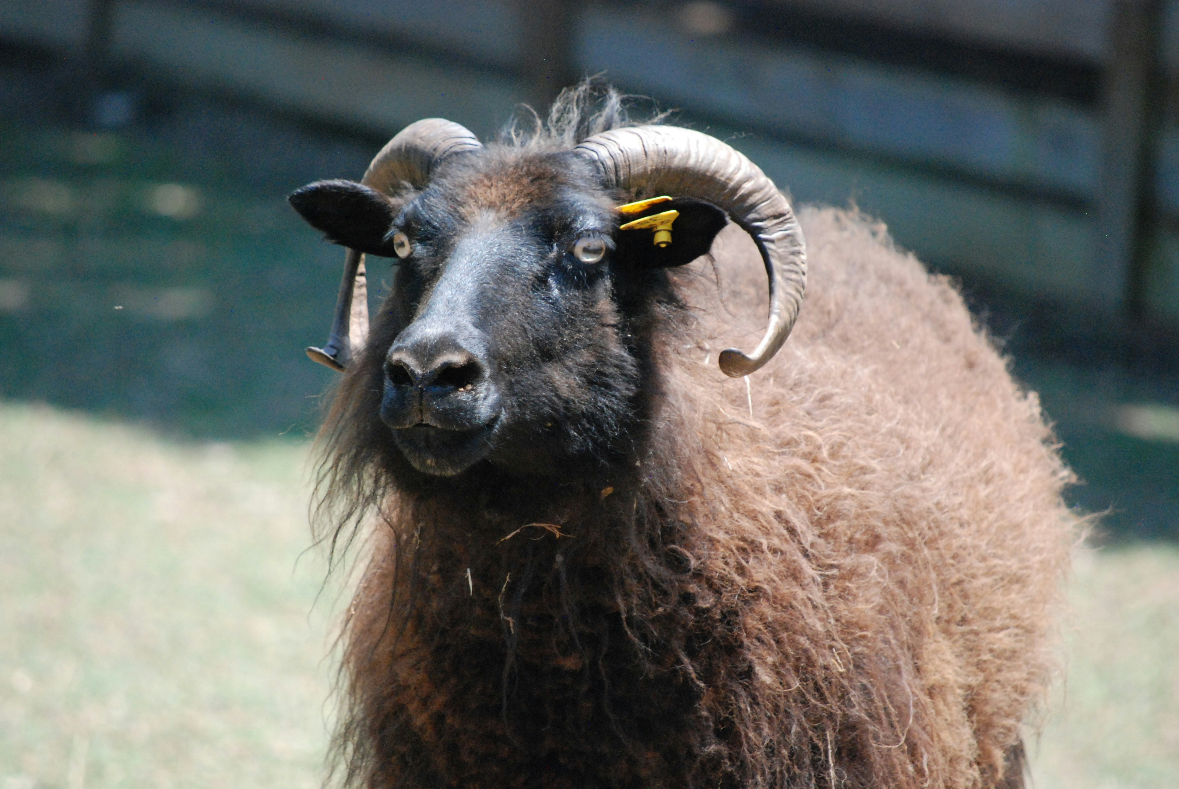 Horns of Focus: A Highland Ram Stares Down the Camera