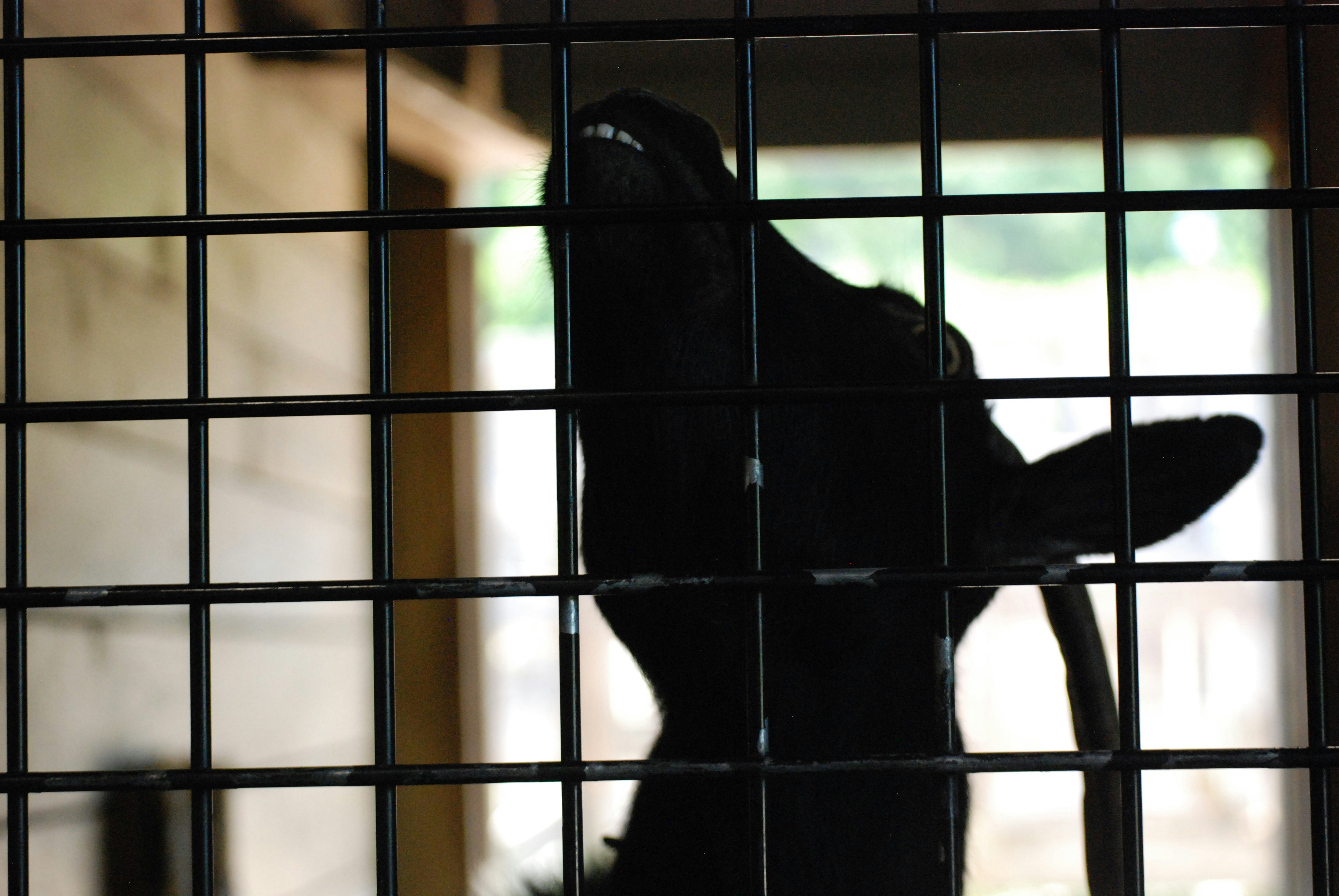 Dark silhouette behind a grid: a locked gaze through bars