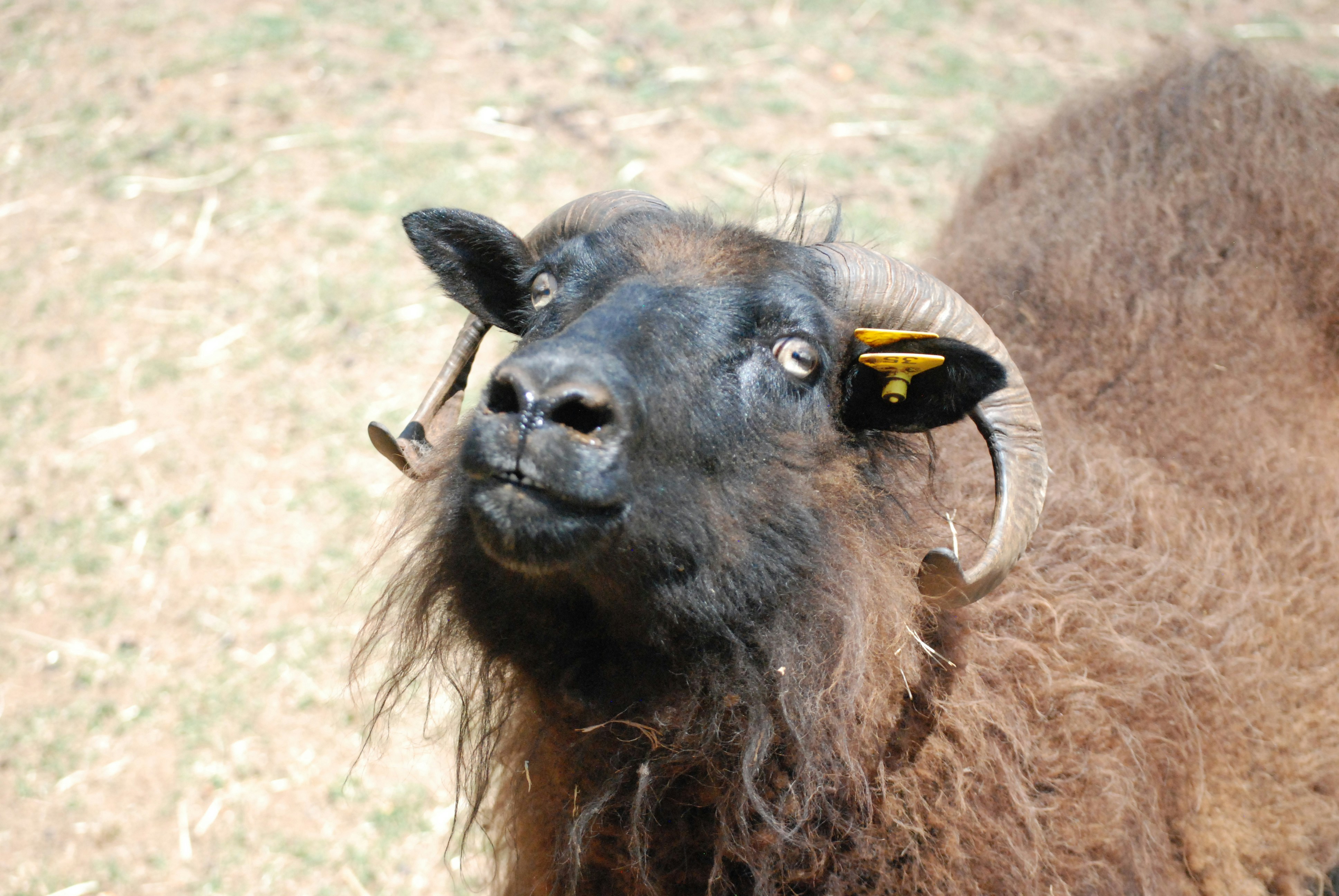 Curious Gaze from a Highland Bison