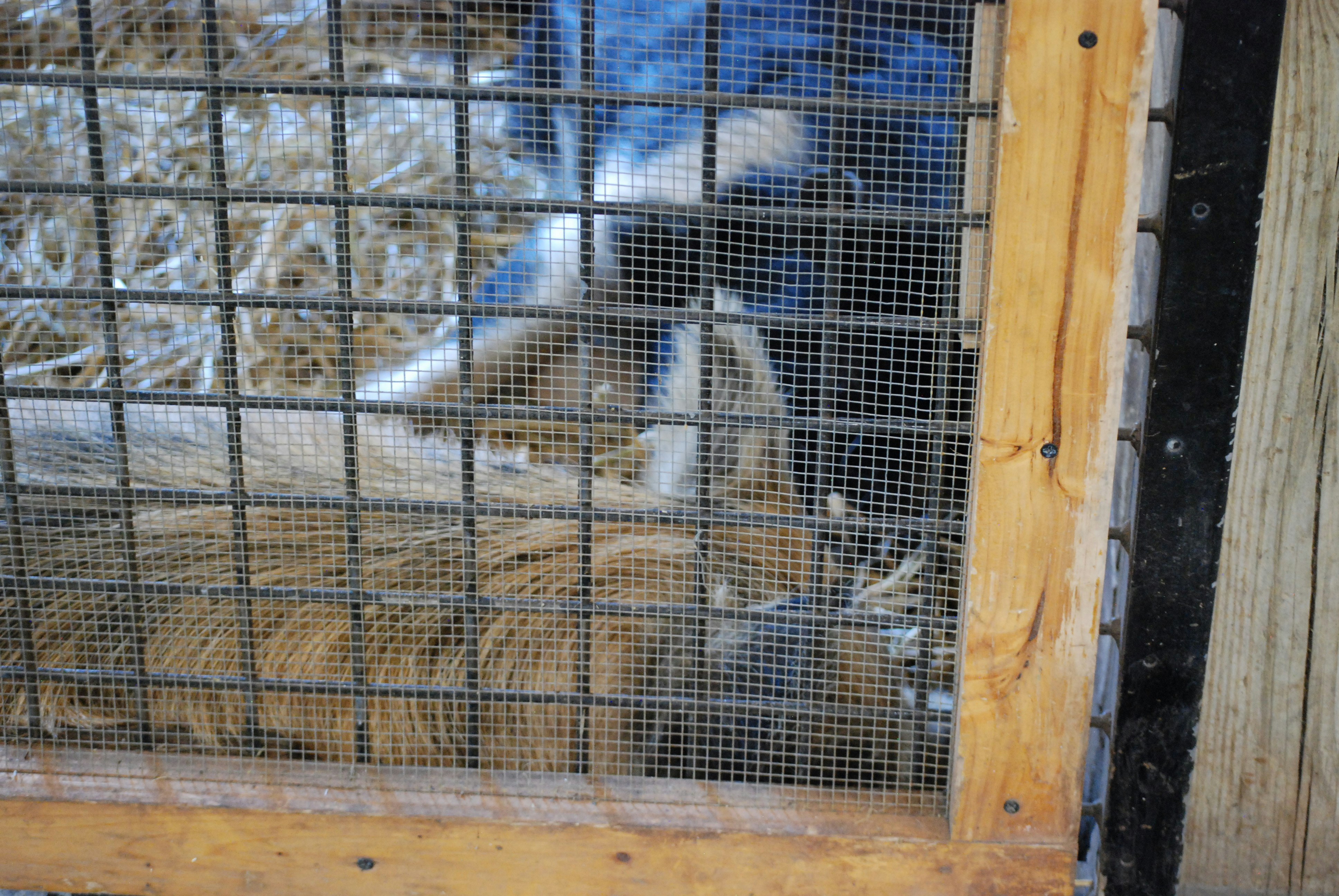 Coop Window Portrait: Chickens Aligned Behind Mesh