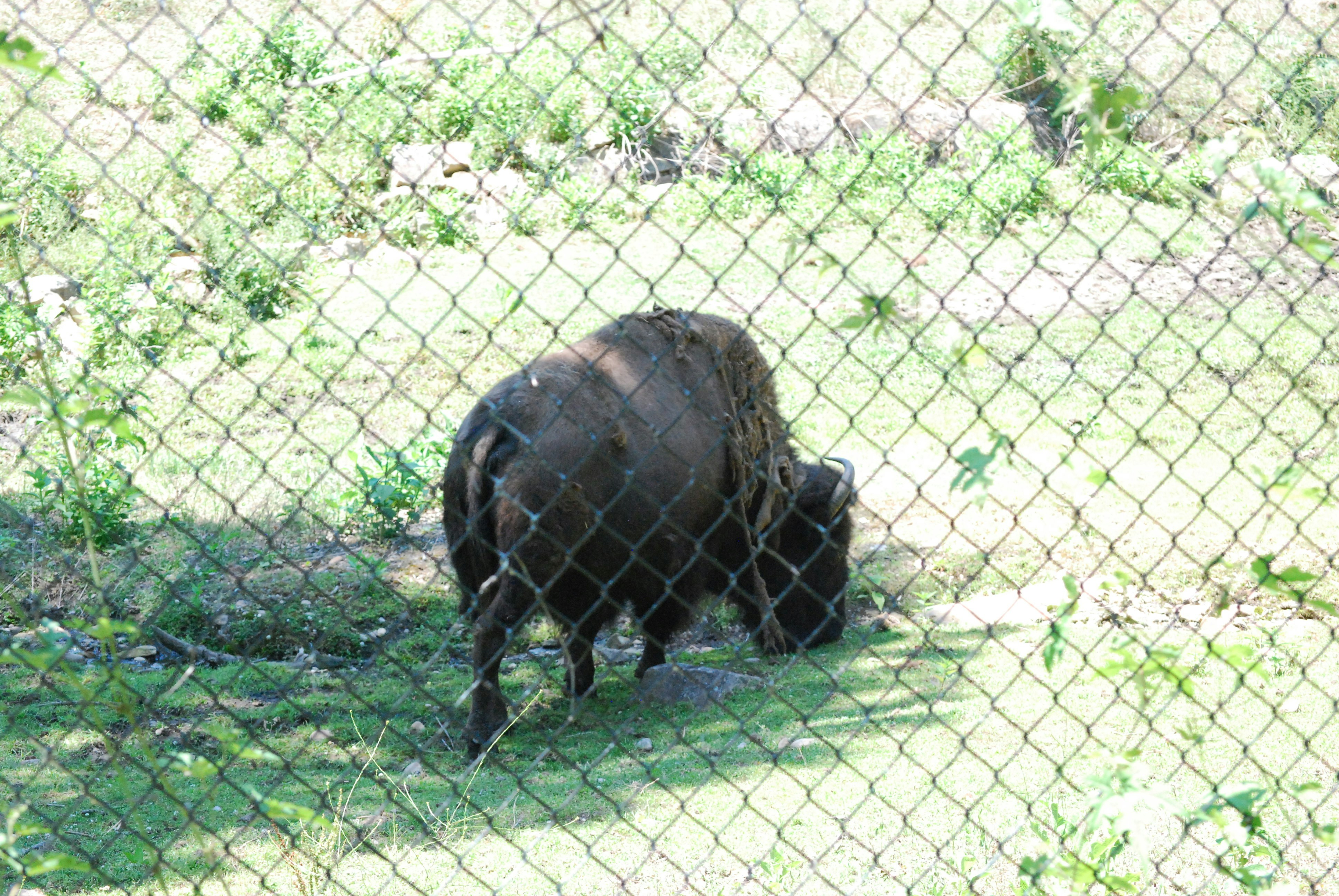Bison in a Chain-Link Yard Under Bright Daylight