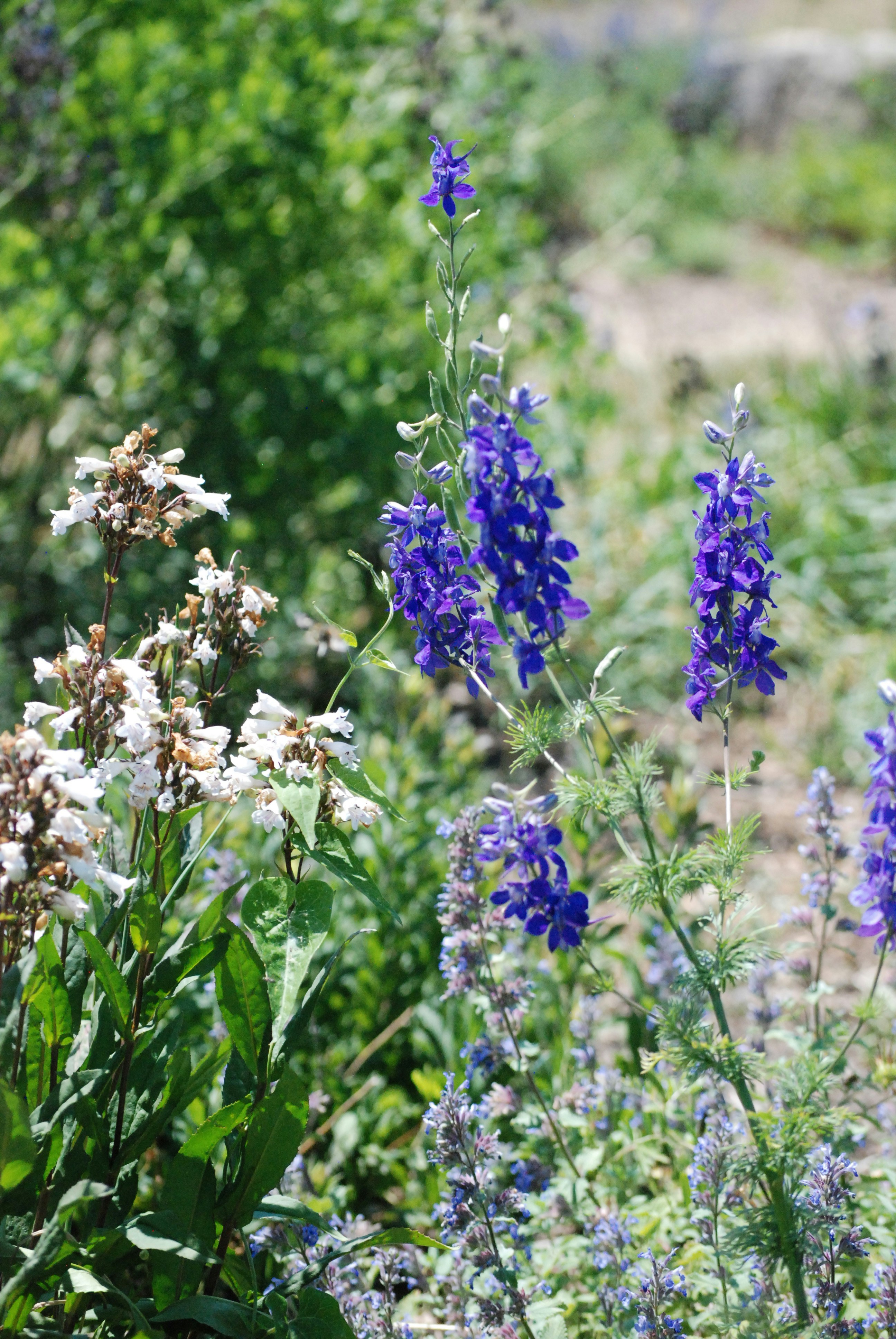 Purple spikes in a sunlit wildflower meadow