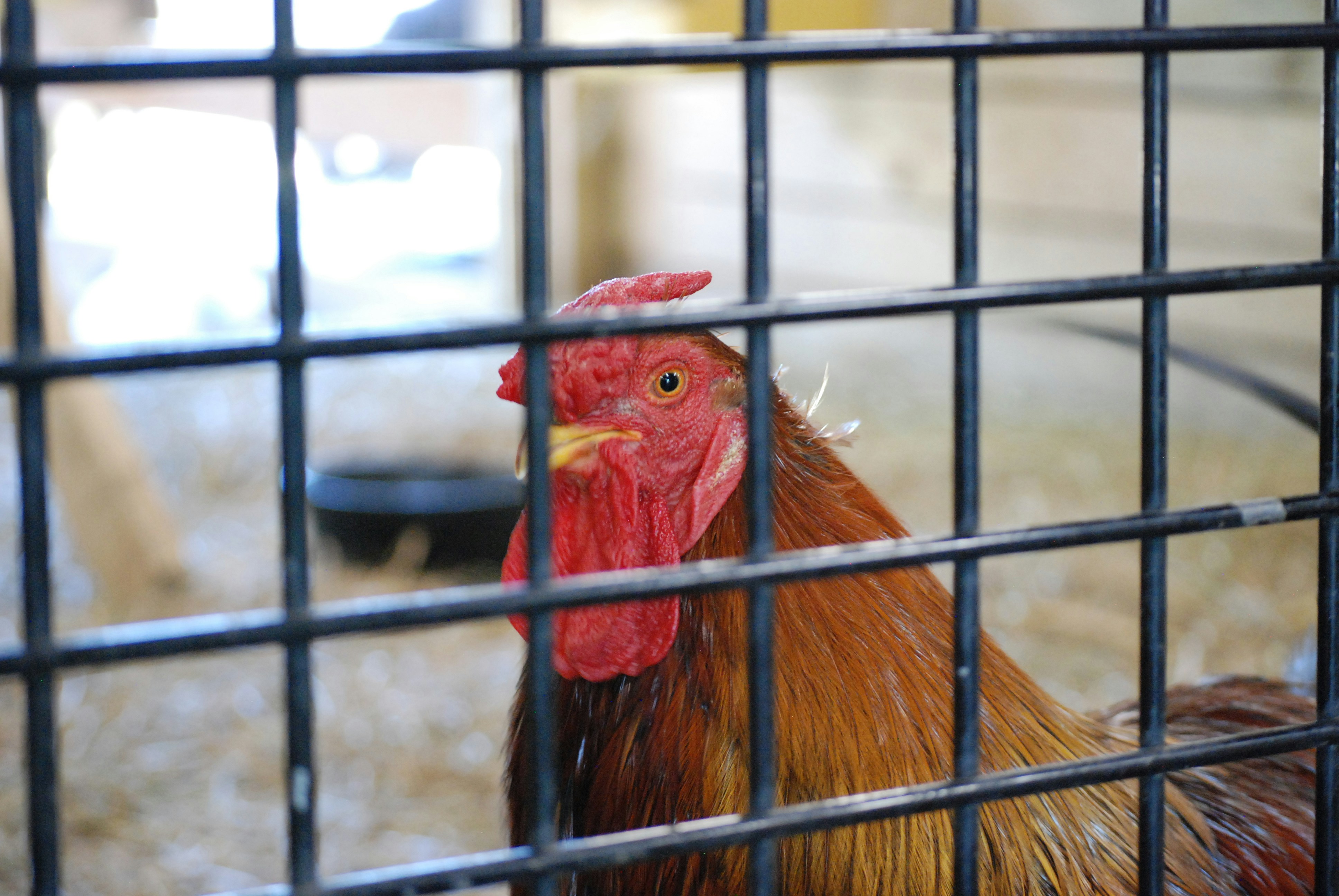 Red Rooster Crowned by Iron Grids