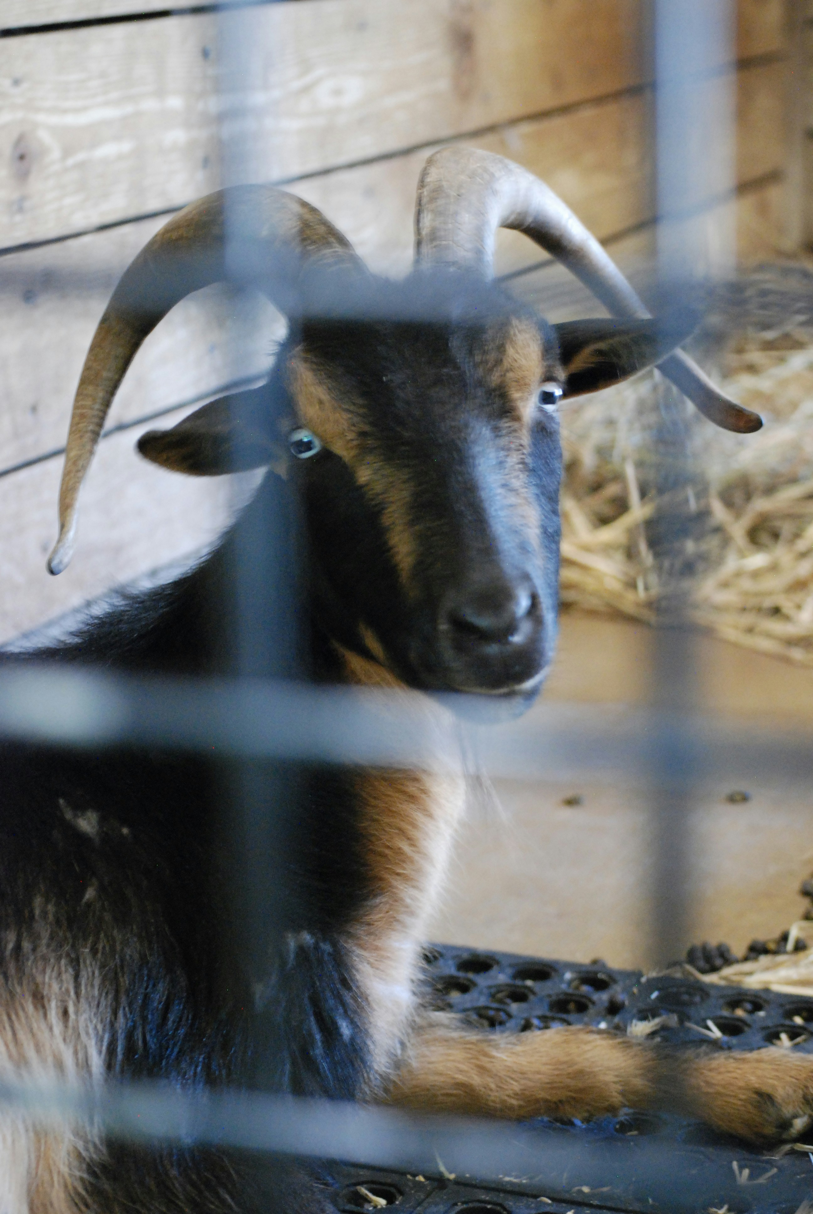 Curious Goats in a Quiet Stable