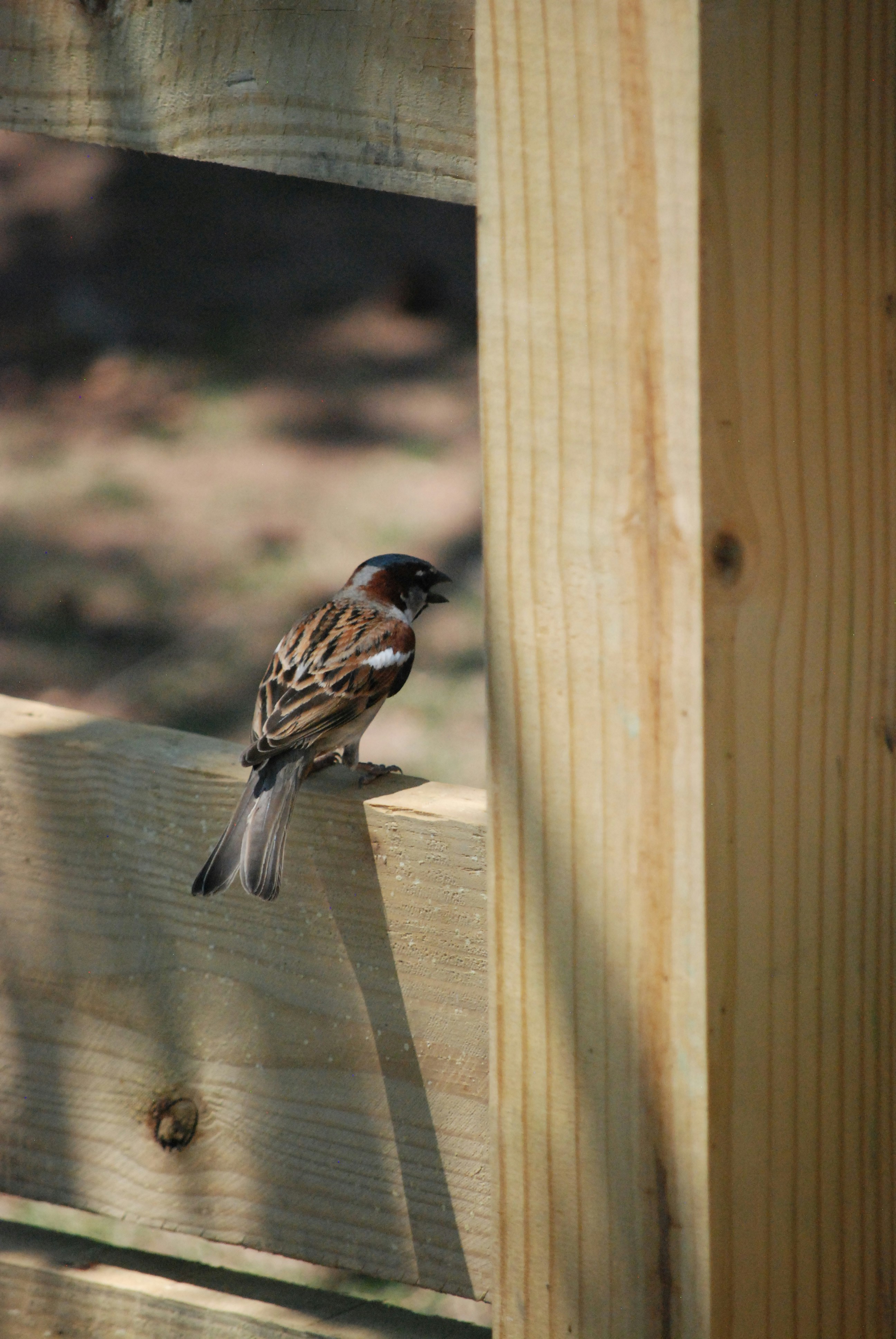 Hidden Perch: A Sparrow at the Wooden Frame