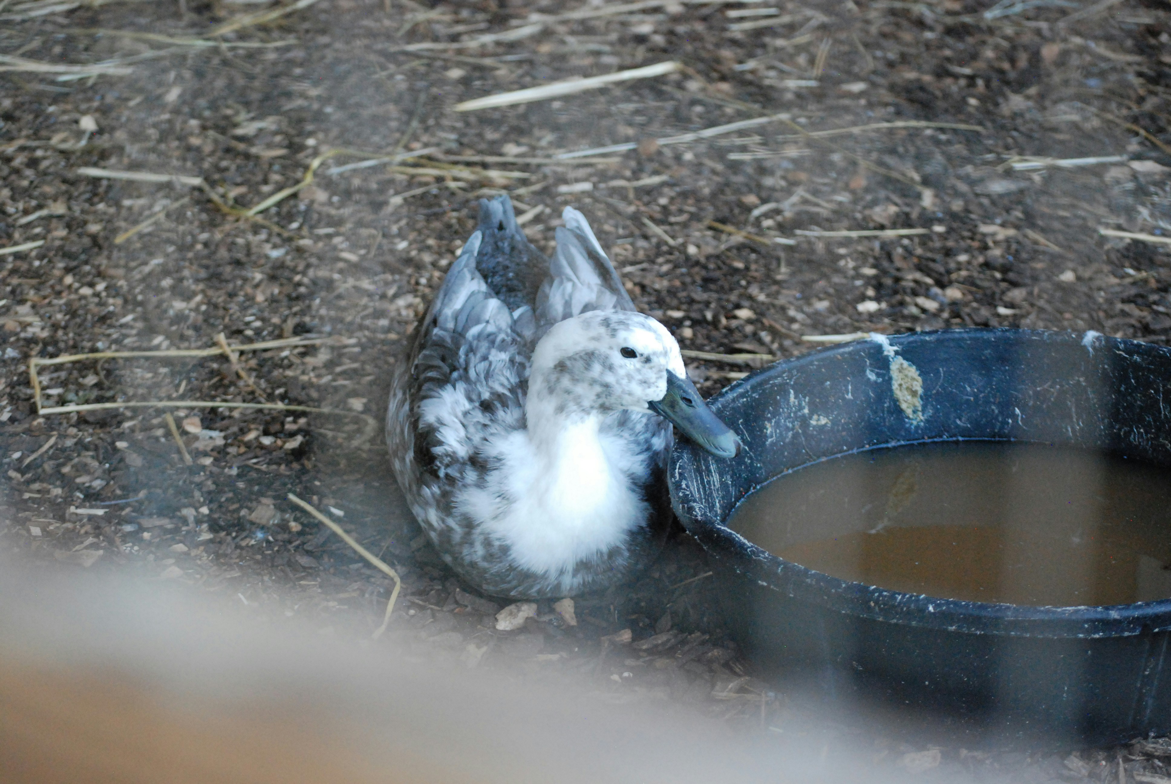 Common tern at muddy waterer: a close, quiet moment